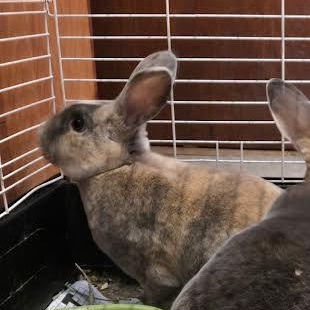 Rabbit for adoption - Syrup, a Mini Lop in Dearborn, MO | Petfinder