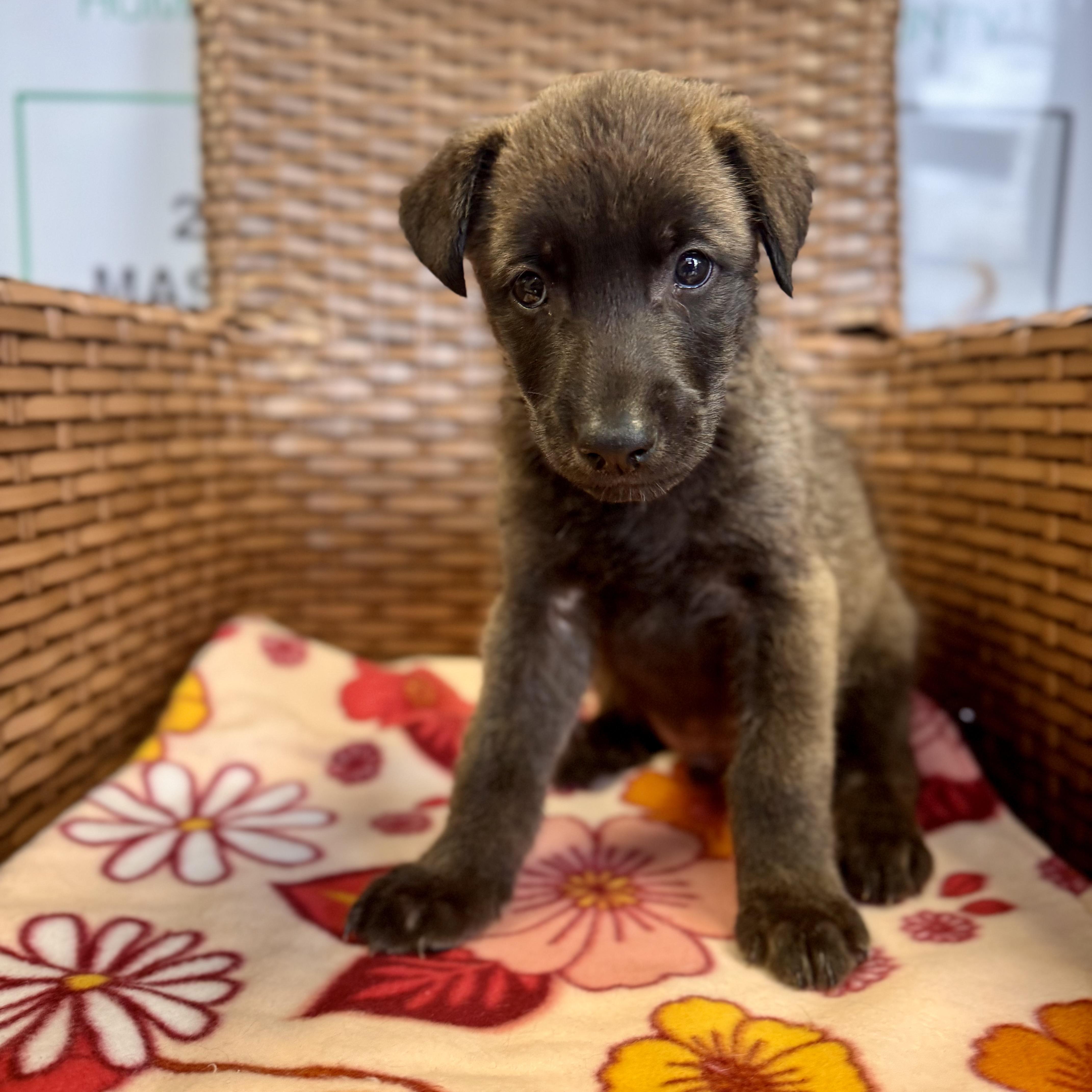 Dog for adoption - Mars, a Shepherd & Husky Mix in Midland, MI | Petfinder