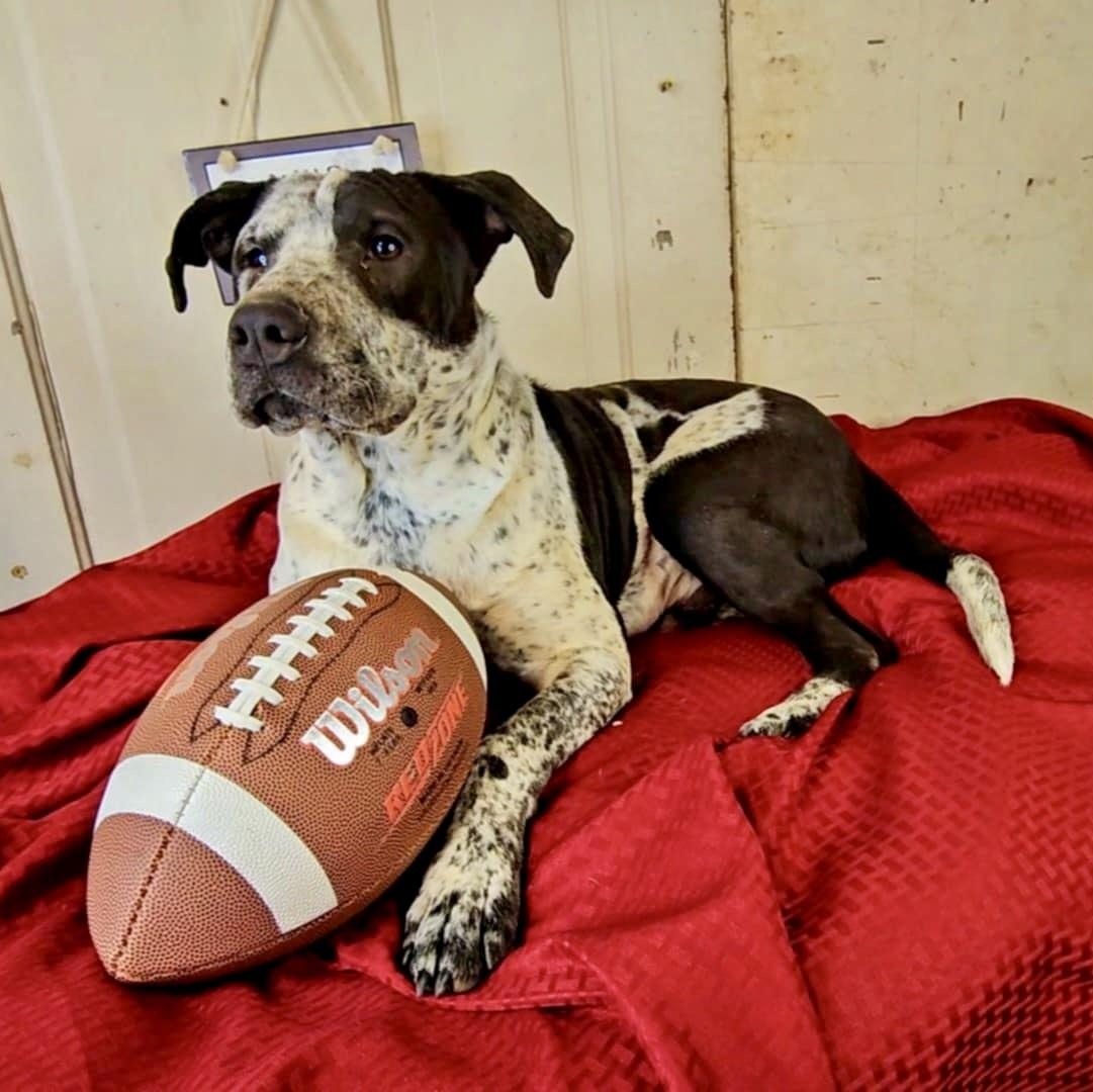 Dog for adoption - Brookshire, an Australian Cattle Dog / Blue Heeler ...