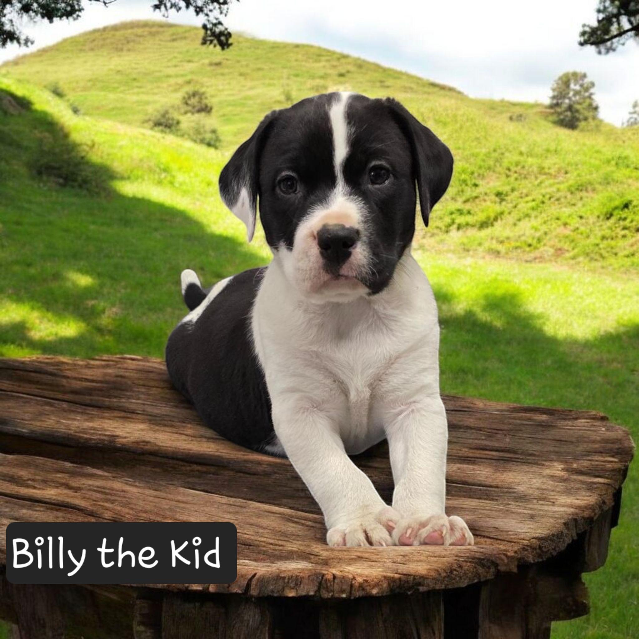 Dog for adoption - Billy the Kid, an American Bully & Labrador ...