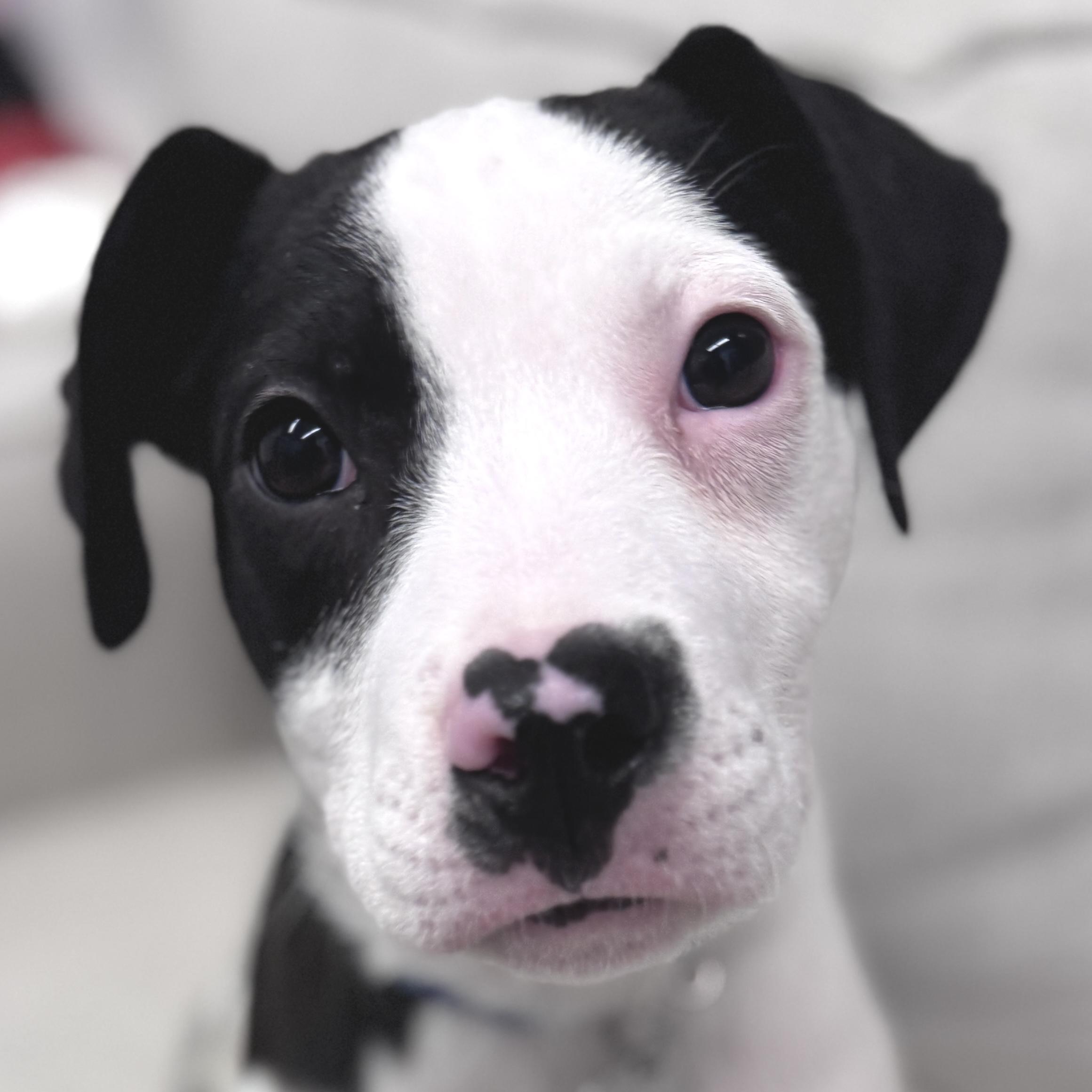 Reuben - Adoptable Pet | Petfinder | Petfinder