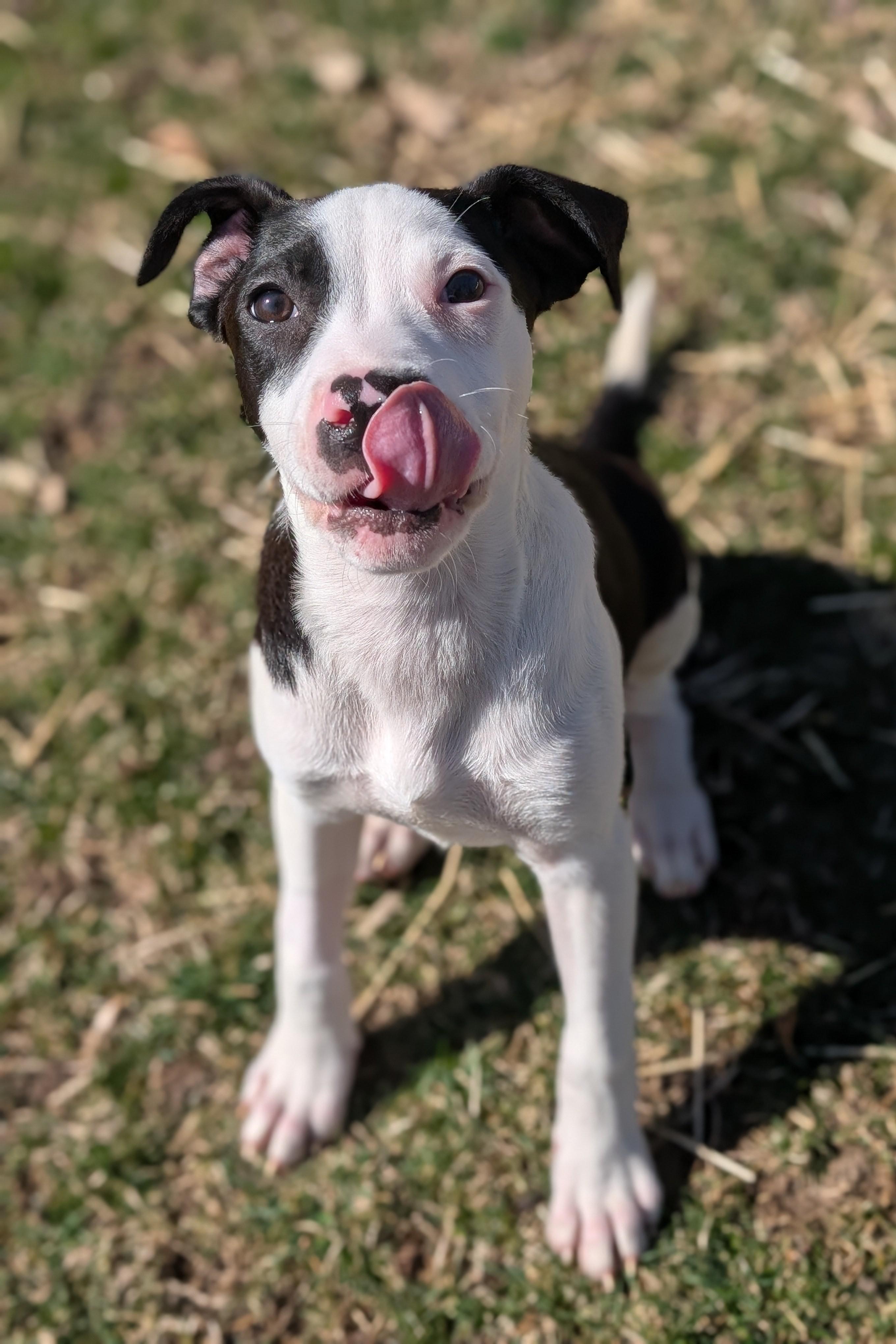 Reuben - Adoptable Pet | Petfinder | Petfinder