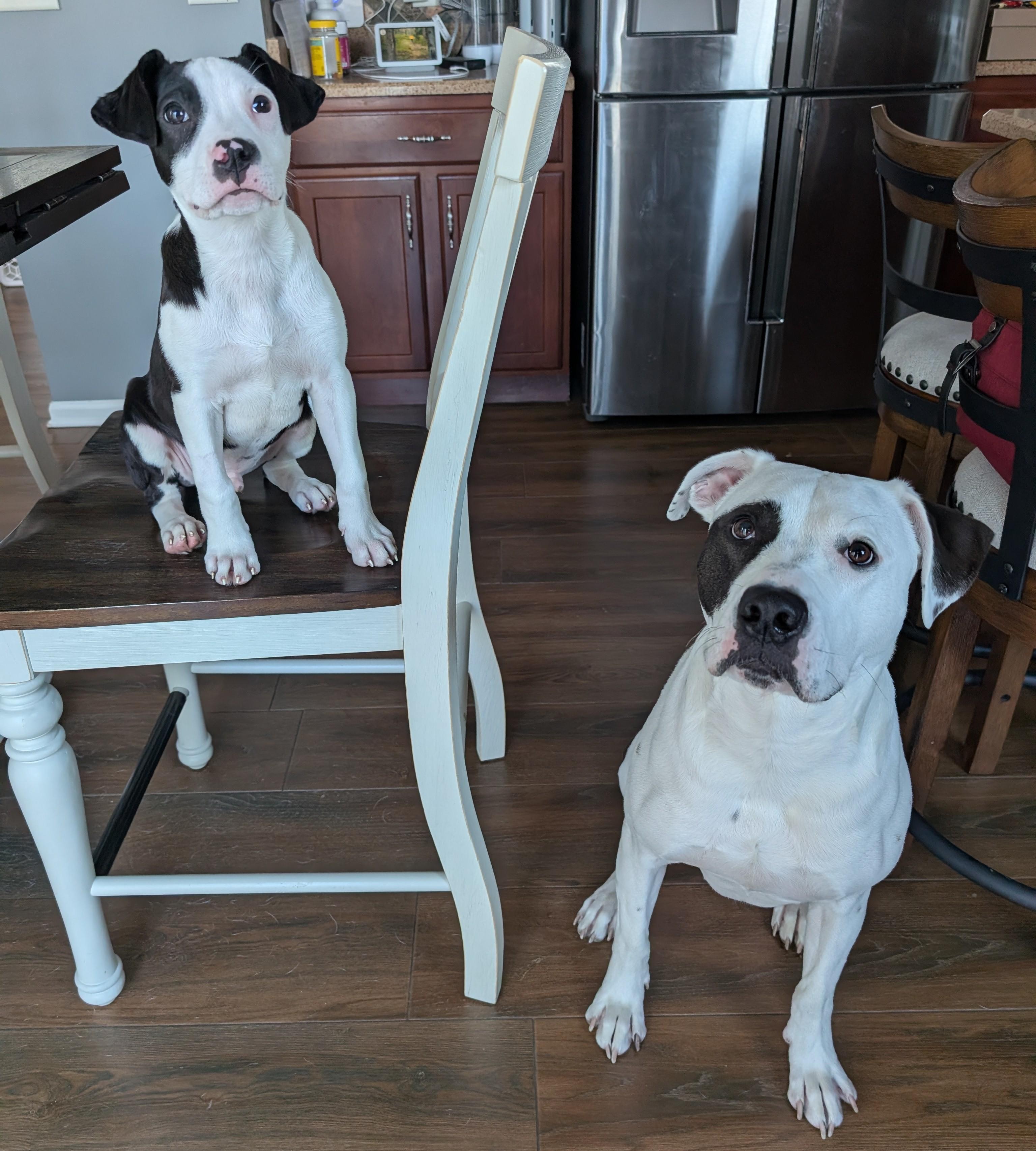 Reuben - Adoptable Pet | Petfinder | Petfinder