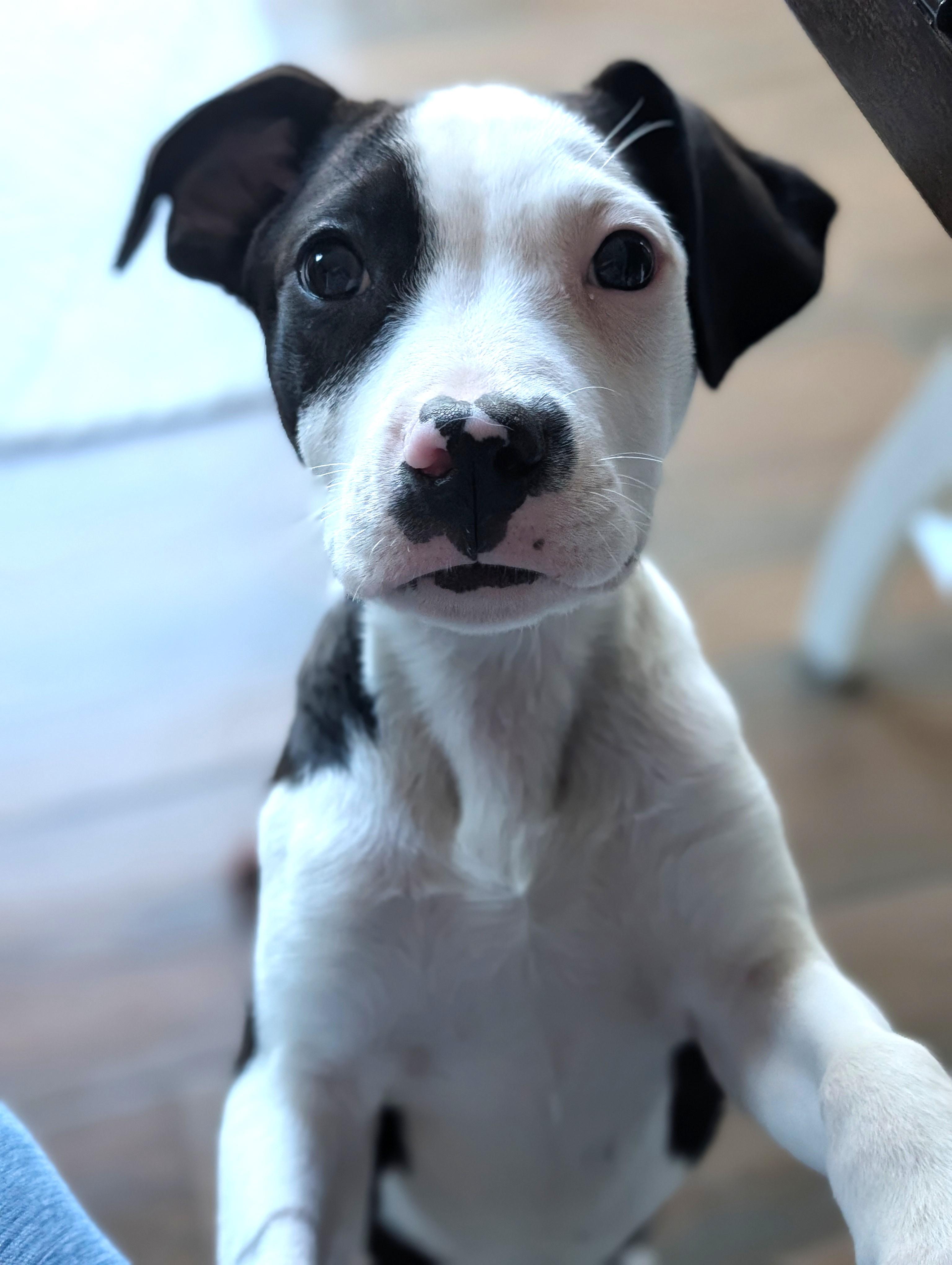 Reuben - Adoptable Pet | Petfinder | Petfinder