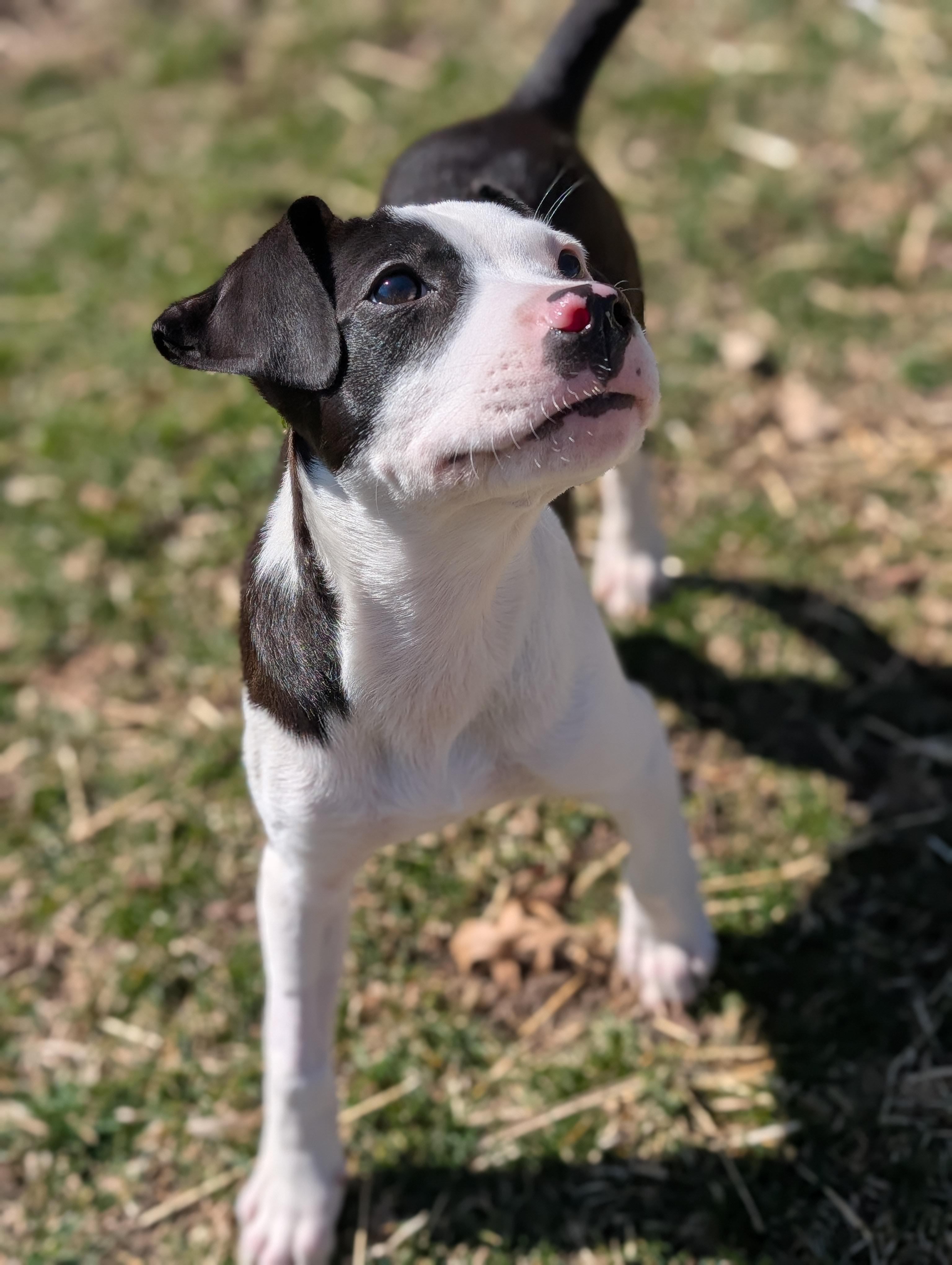 Reuben - Adoptable Pet | Petfinder | Petfinder