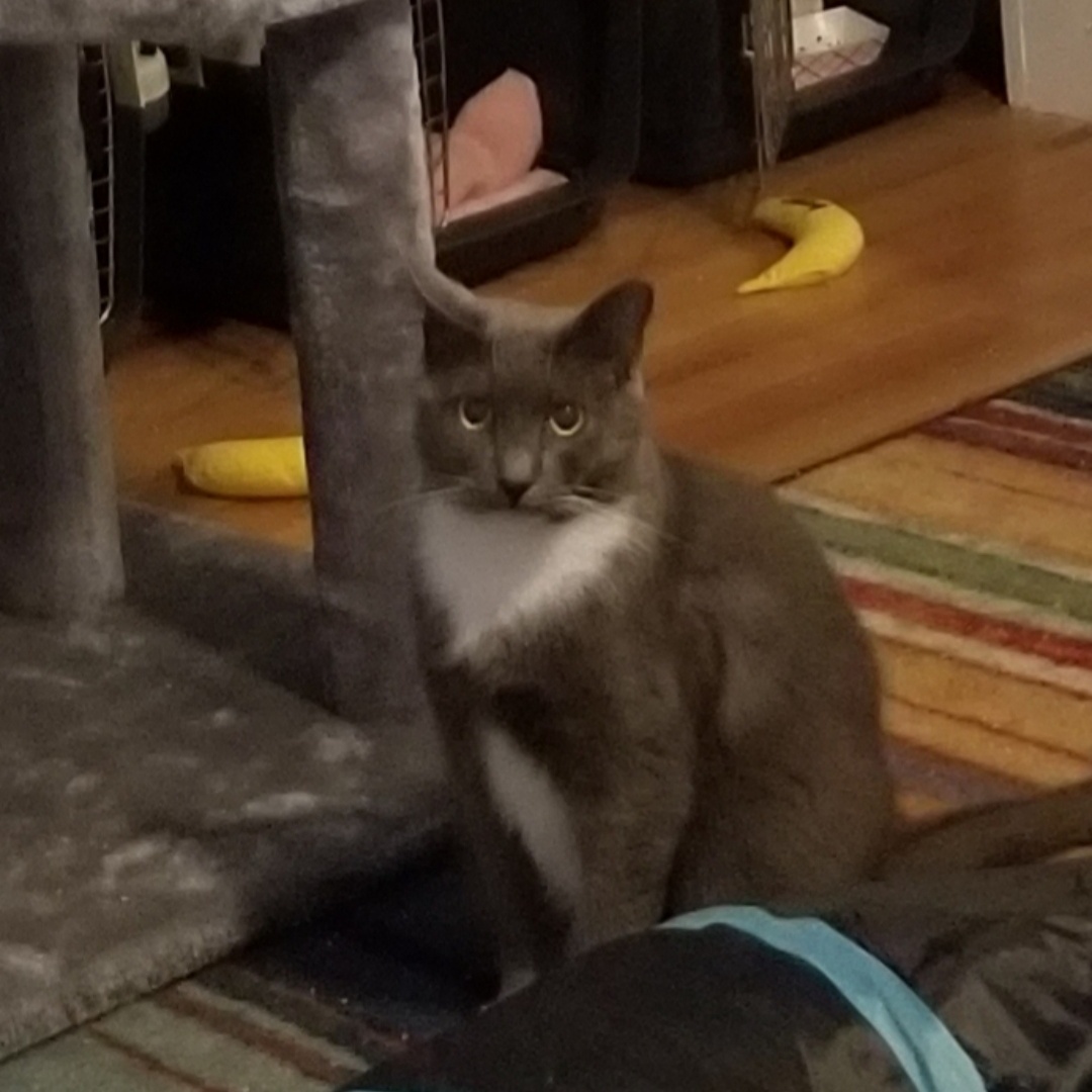 Cat for adoption - Archie, a Domestic Short Hair & Tuxedo Mix in ...