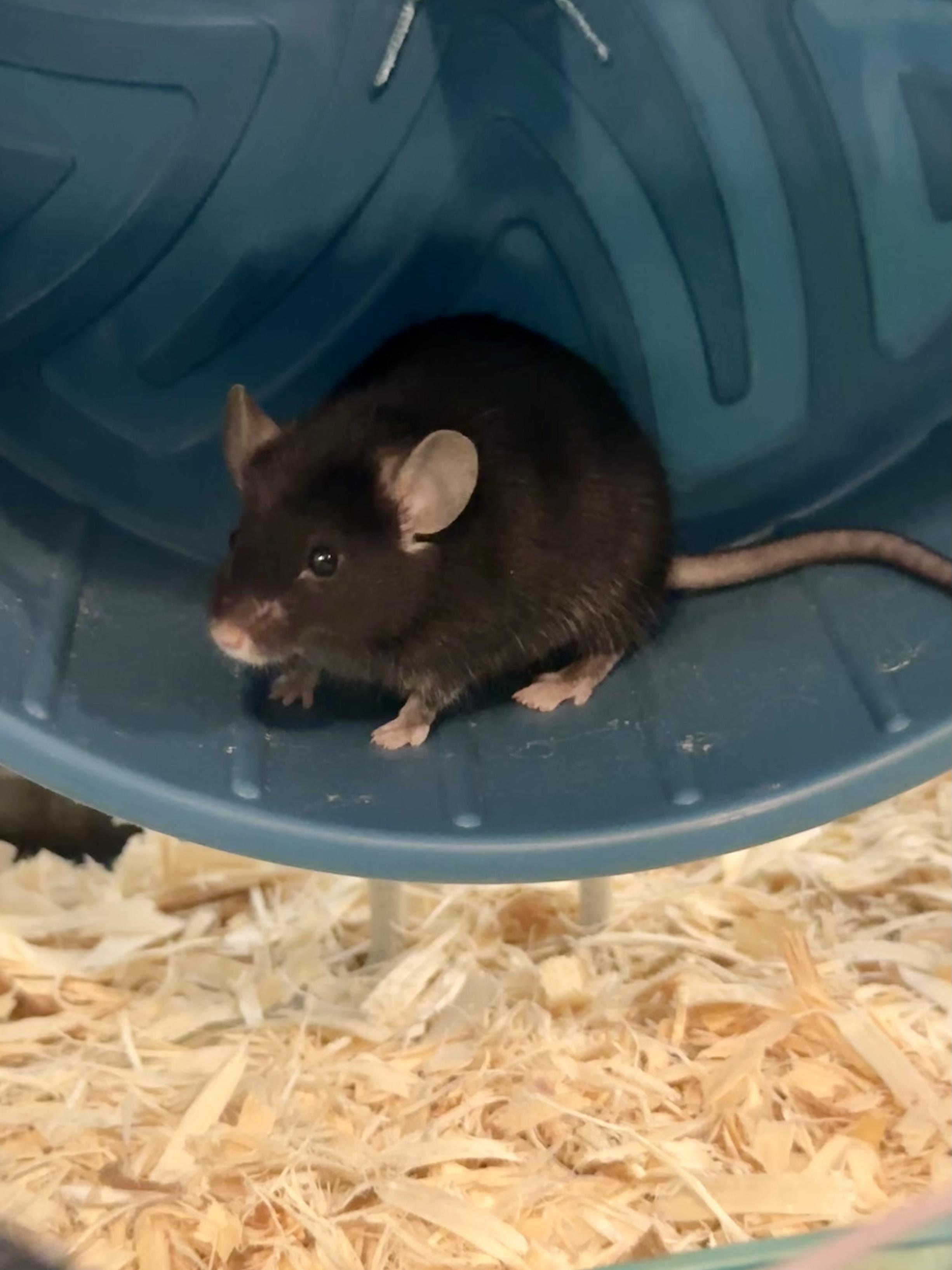 Mouse for adoption - Streak, a Mouse in Andover, CT | Petfinder