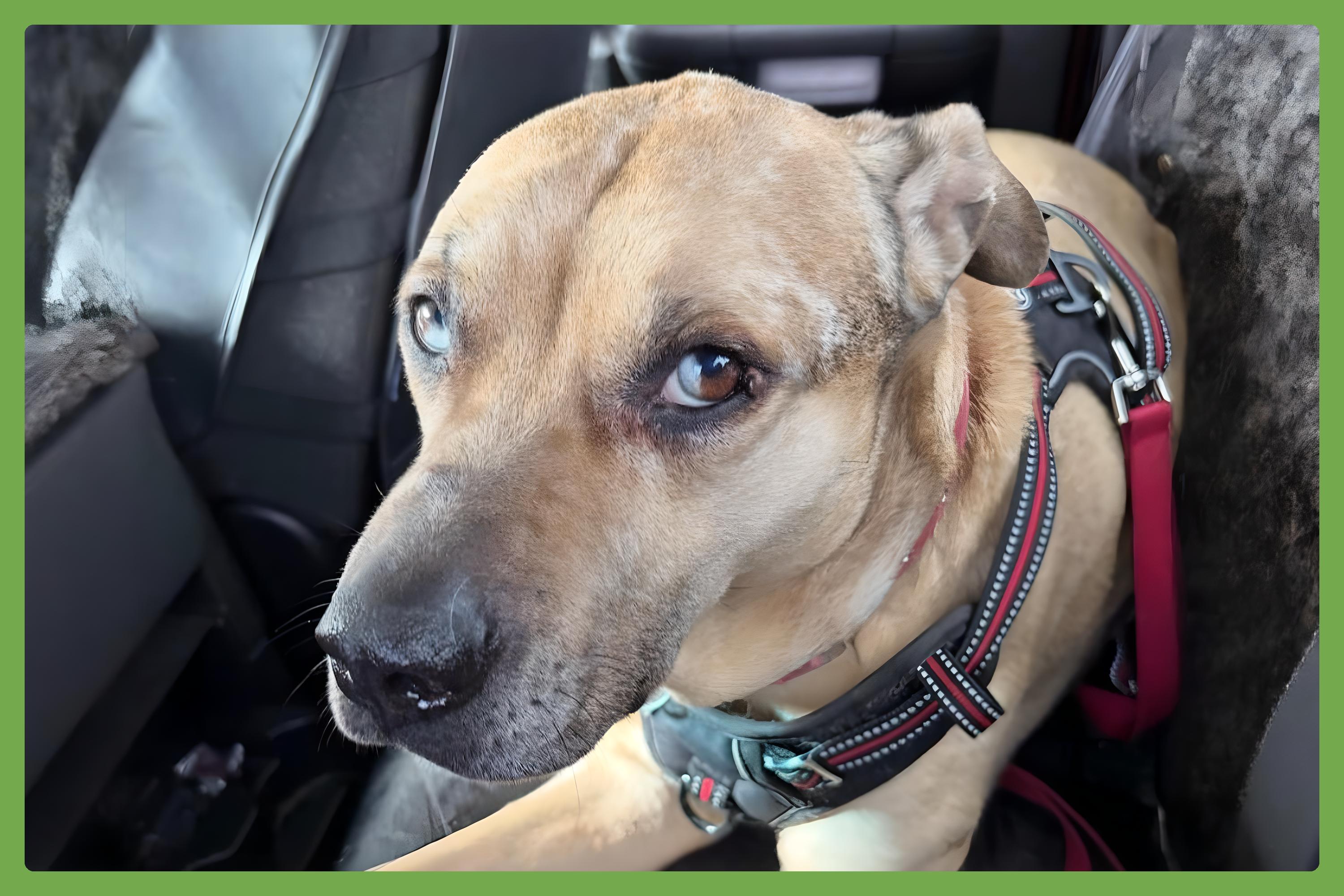 Dog for adoption - Sam, a Black Mouth Cur in Nashville, TN | Petfinder