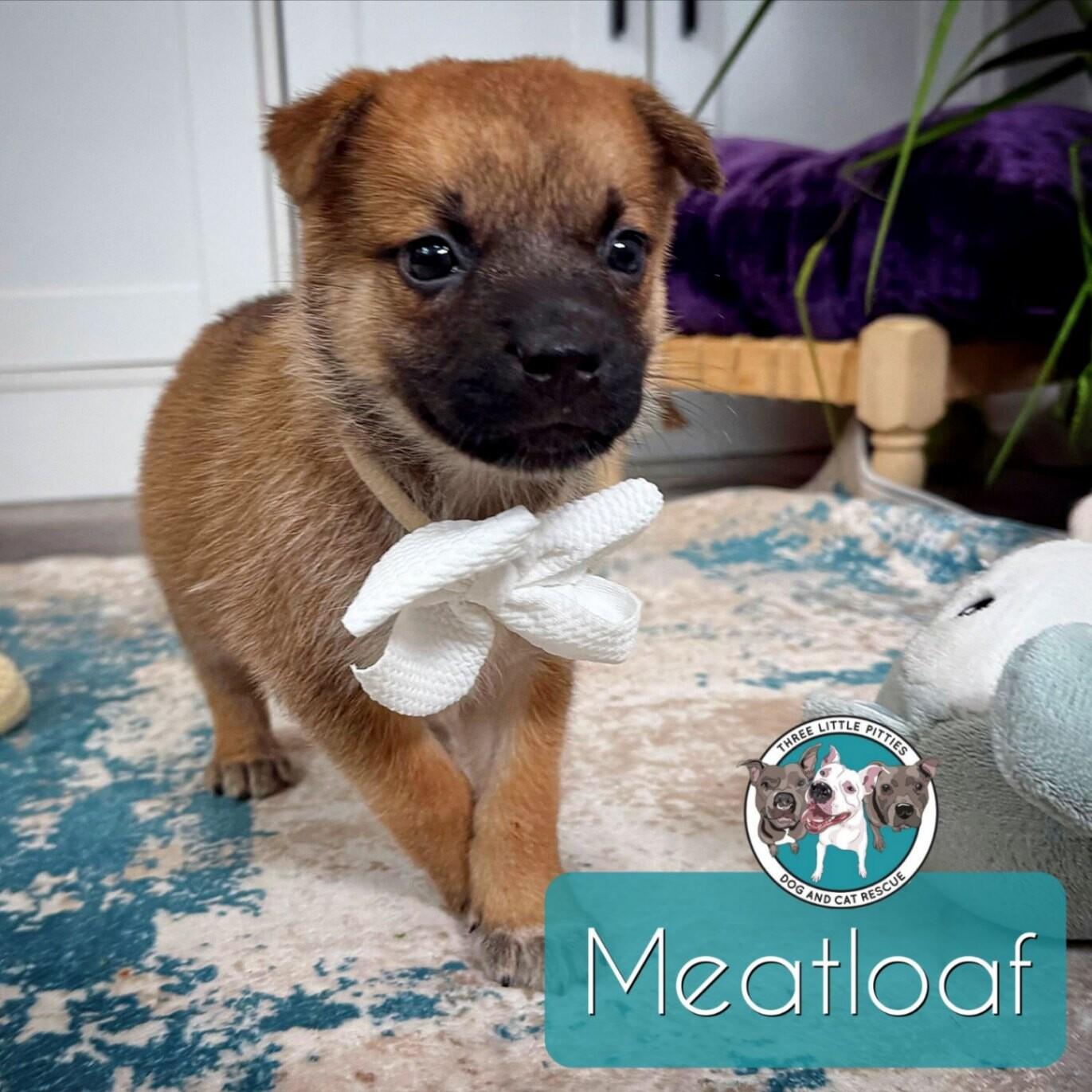 Dog for adoption - Meatloaf Cochran, a German Shepherd Dog & Labrador ...
