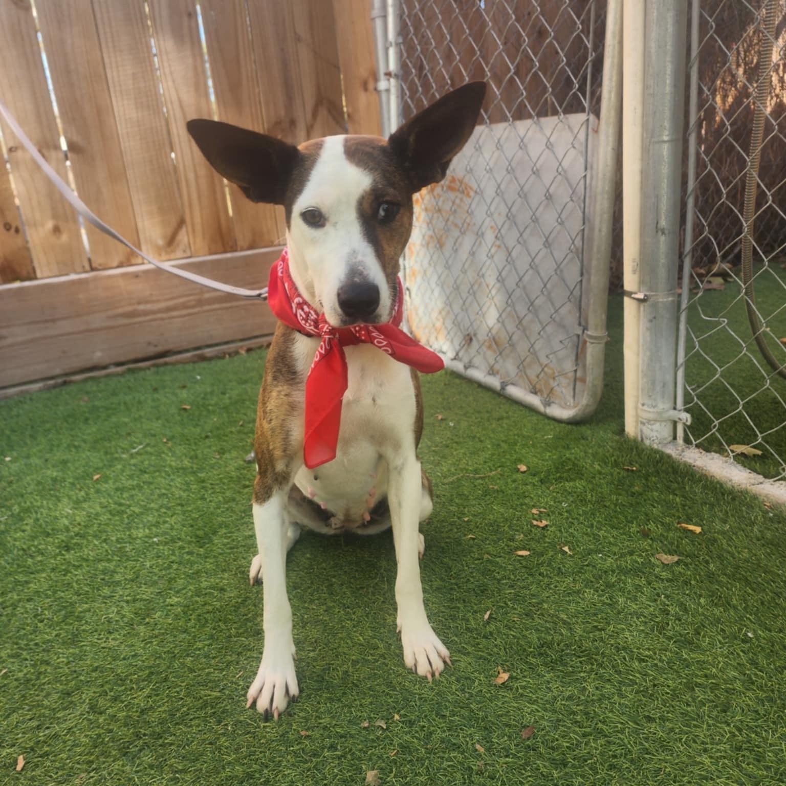 Dog for adoption - Farah, a Cattle Dog Mix in Boston, MA | Petfinder