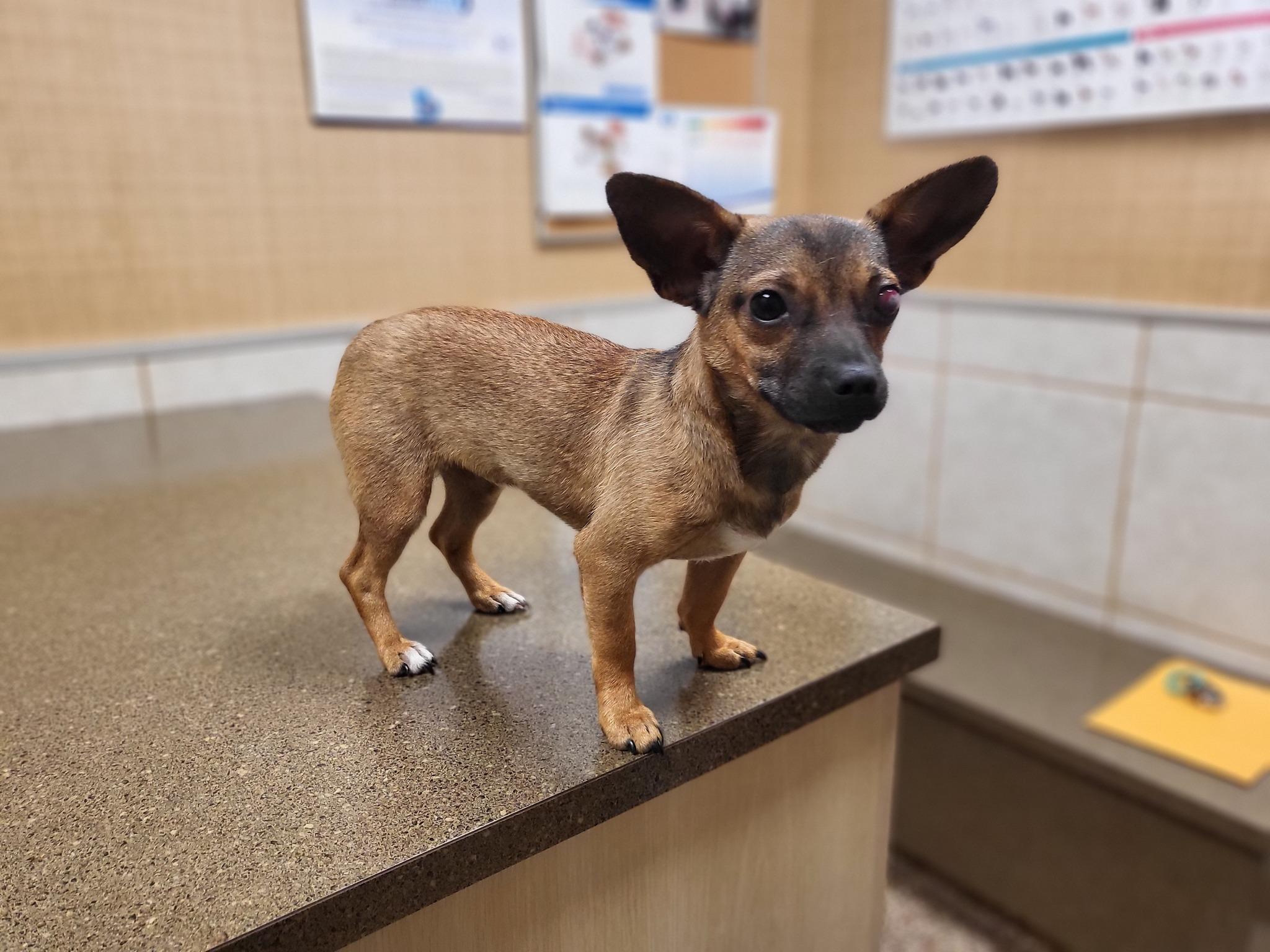 Dog for adoption - Meech, a Chihuahua Mix in Salisbury, NC | Petfinder