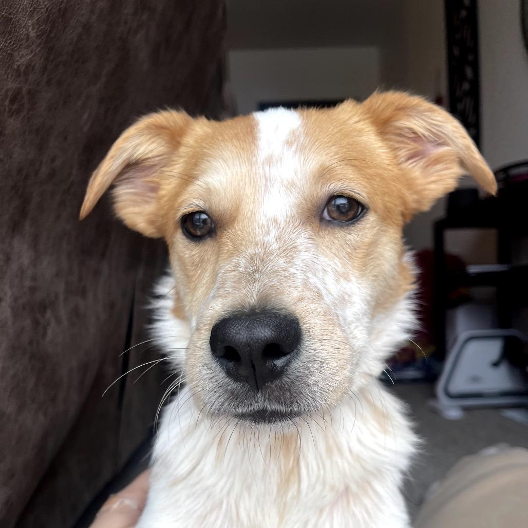 Dog for adoption - Blueberry, a Golden Retriever & Jack Russell Terrier ...