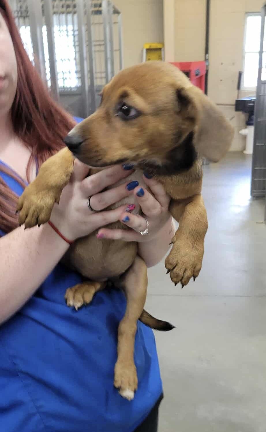 Dog for adoption - Skye- Rescue puppy looking for forever home!, a Mixed Breed in Orlando, FL ...