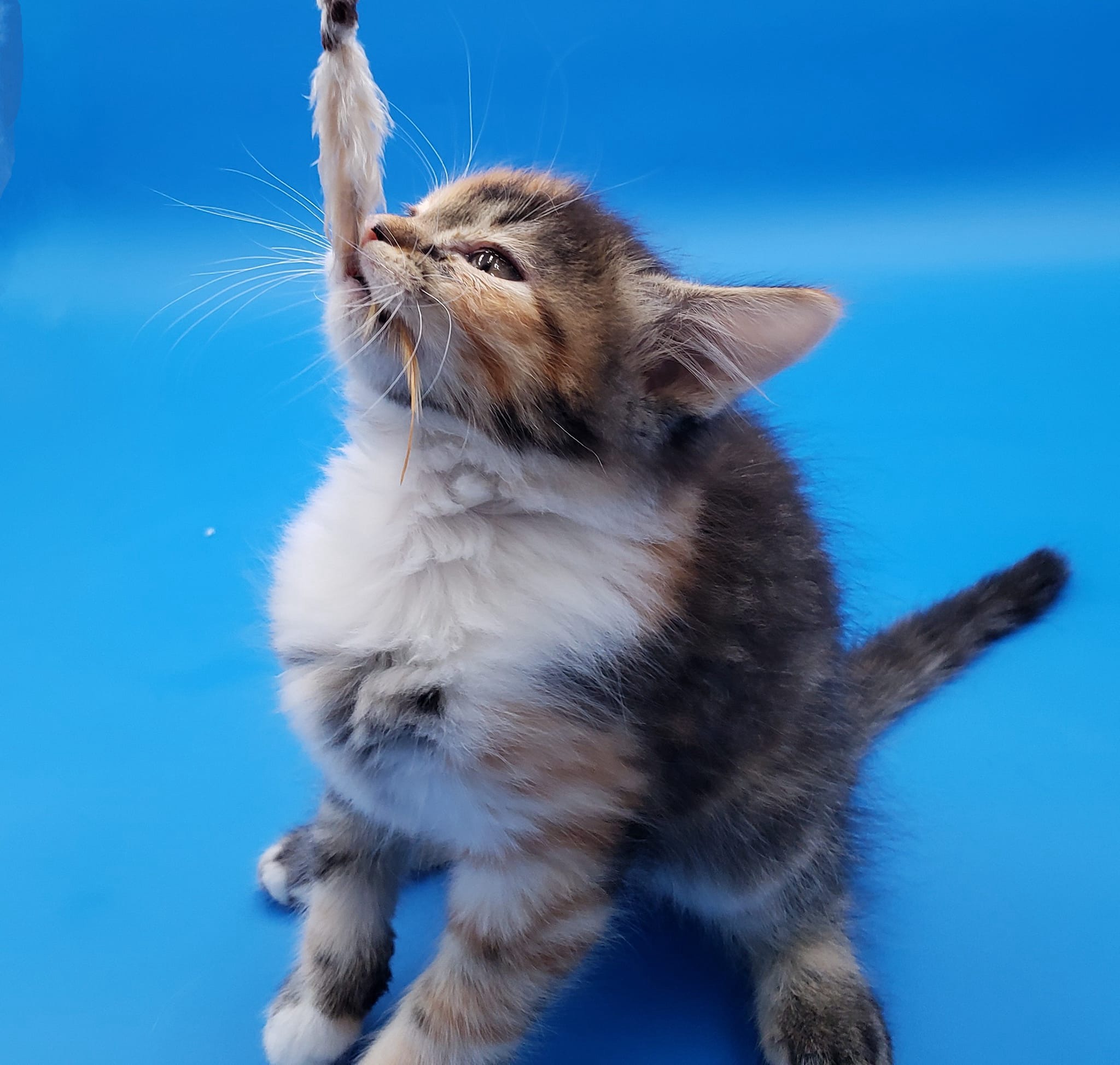 Our Current Adoptables – Rescue One