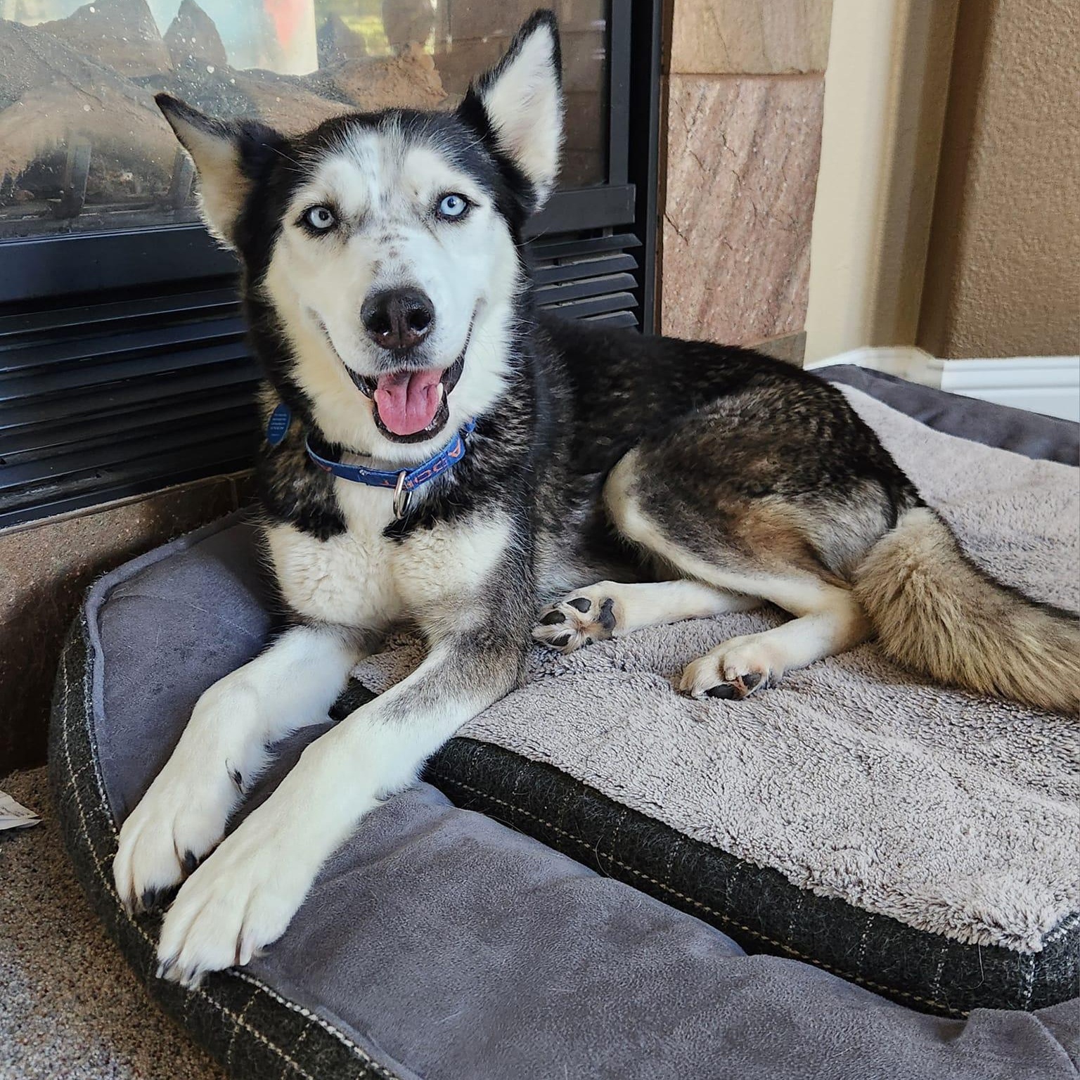 Dog for adoption - Sweet Potato, a Siberian Husky in Denver, CO | Petfinder