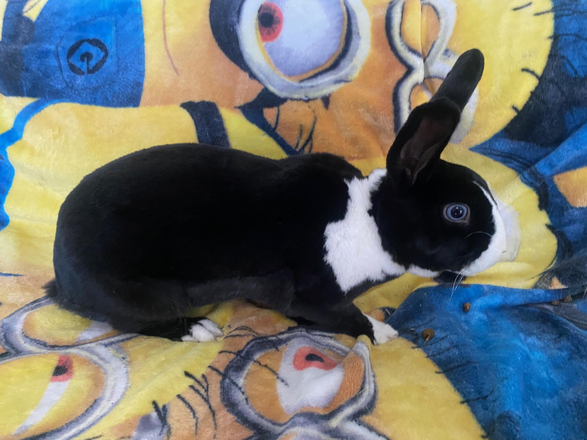 Rabbit for adoption - Mia, a Dutch & Rex Mix in Columbia, MD | Petfinder