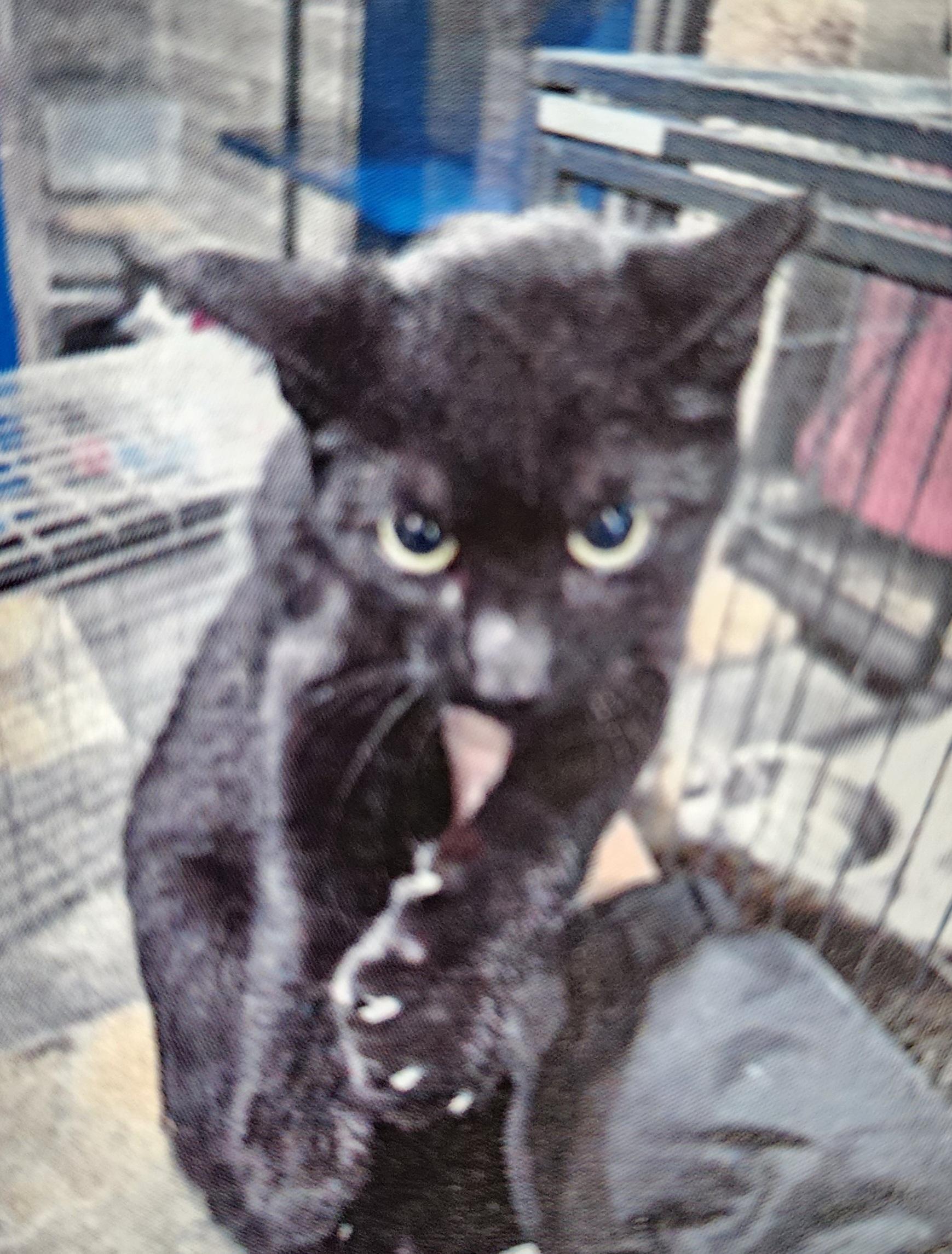 Cat for adoption - Nimbus, a Domestic Short Hair in Allen, TX | Petfinder