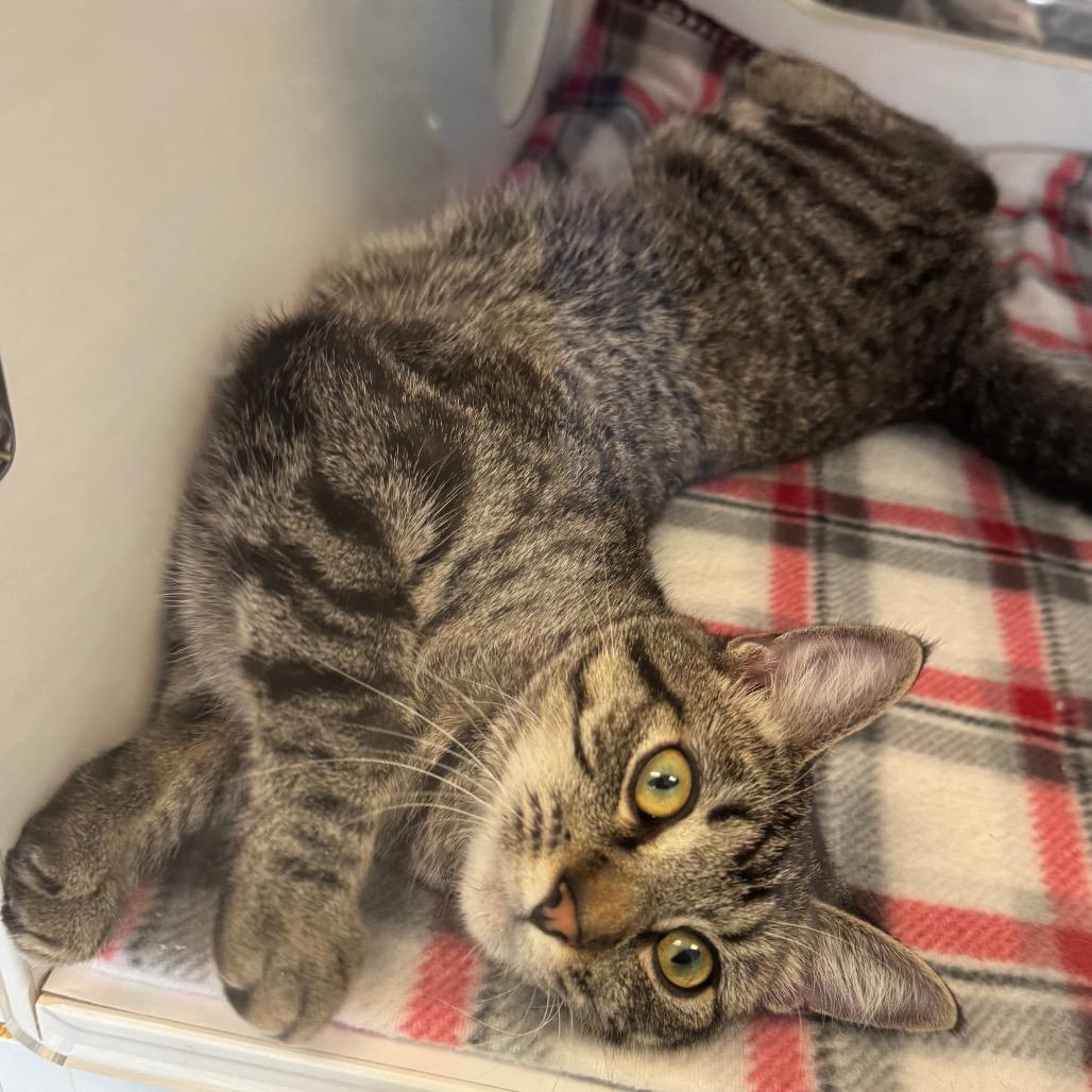 Adopt Star in Lake Jackson | Domestic Short Hair cat | Buddy