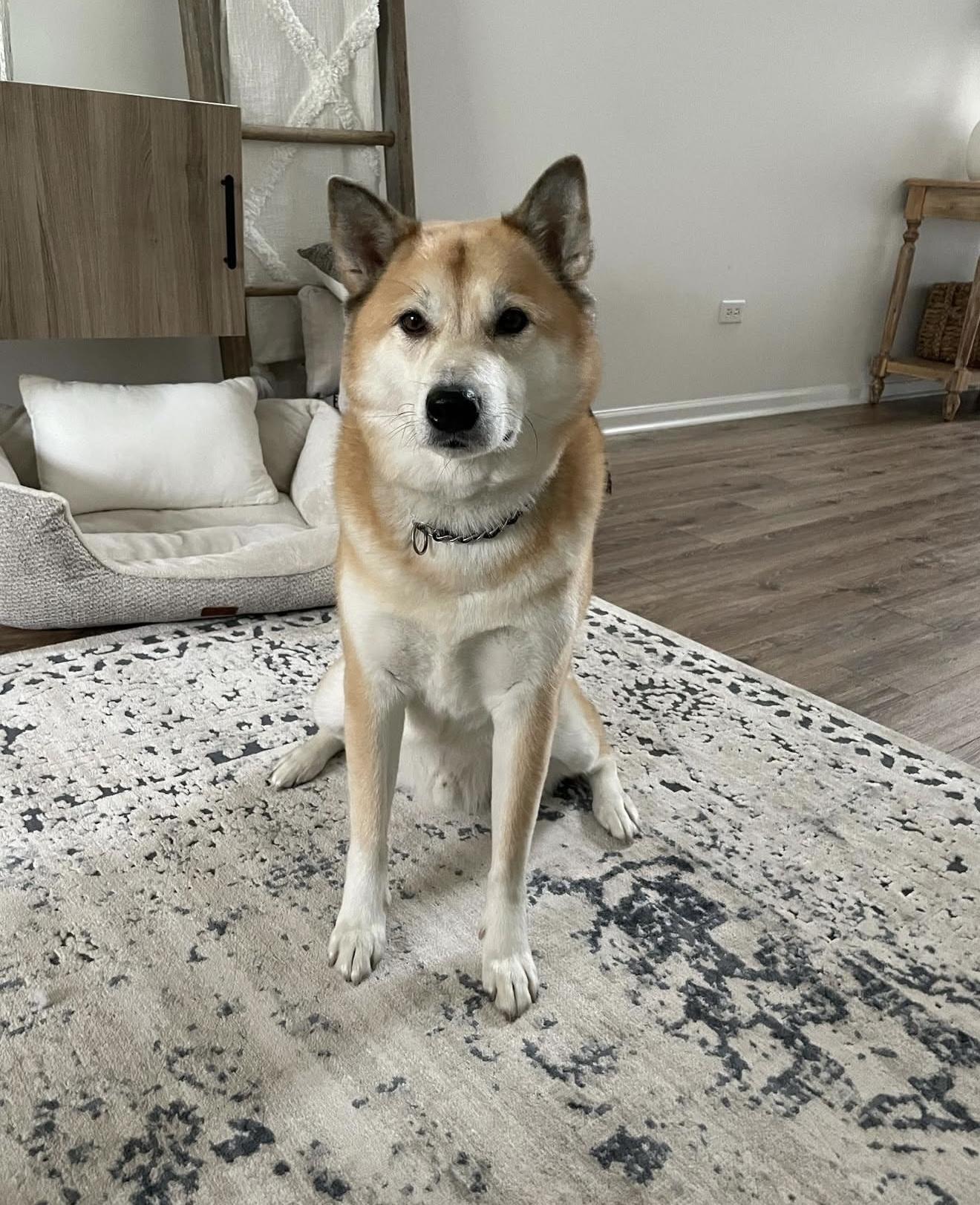 Leo - Adoptable Pet | Petfinder | Petfinder