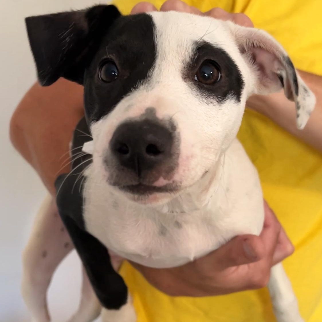 Dog for adoption - Jane 7811, a Labrador Retriever Mix in Boca Raton ...