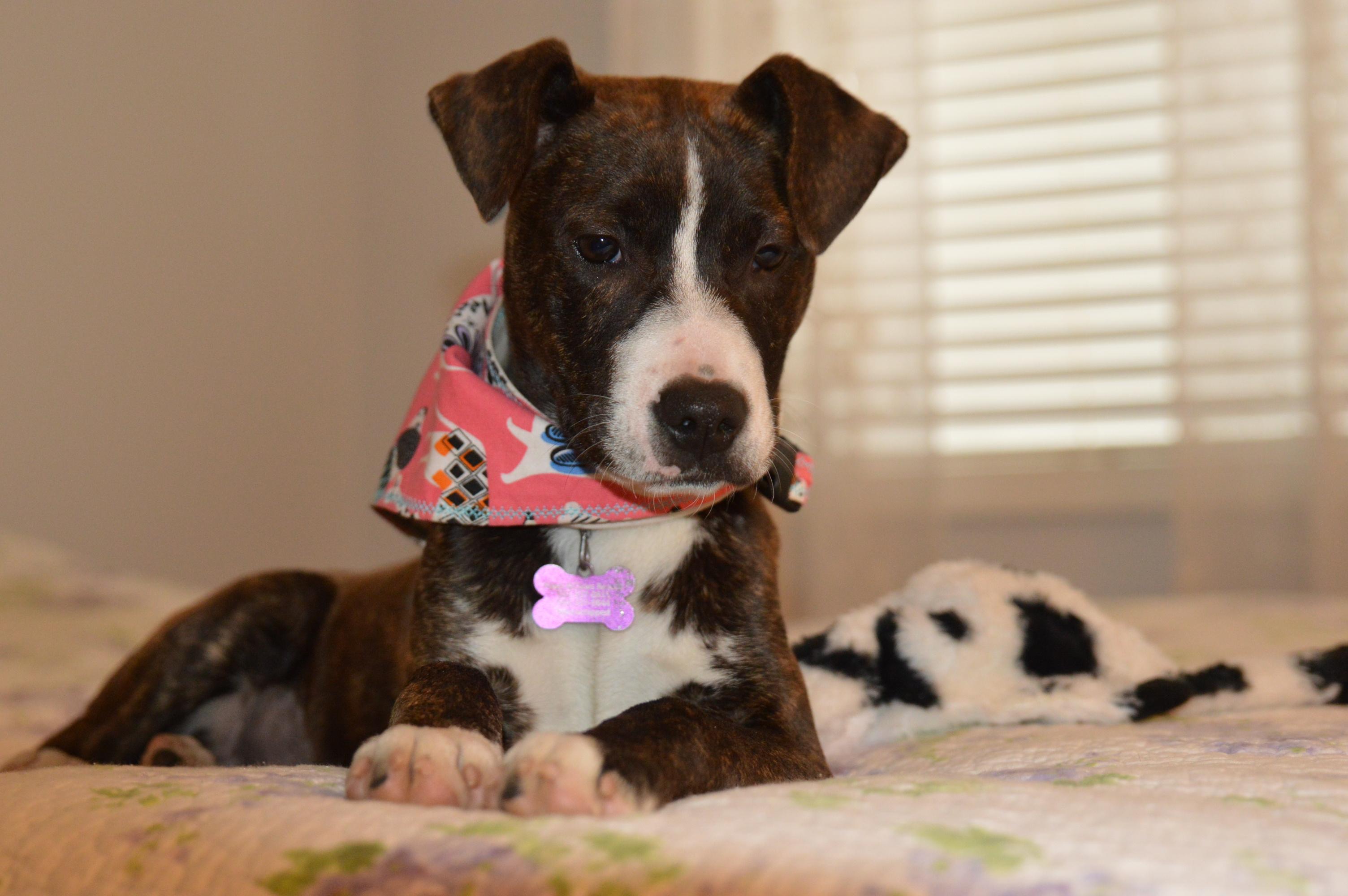 Dog for adoption - EVERLEE, a Terrier & Hound Mix in Concord, NH | Petfinder