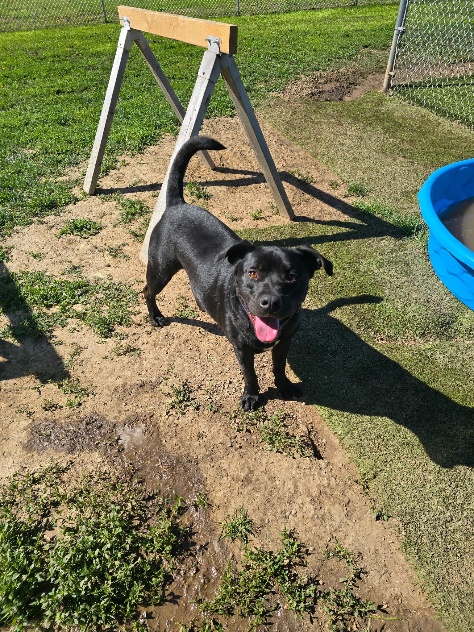 Dog for adoption - Pork Chop, a Pit Bull Terrier & Black Labrador ...