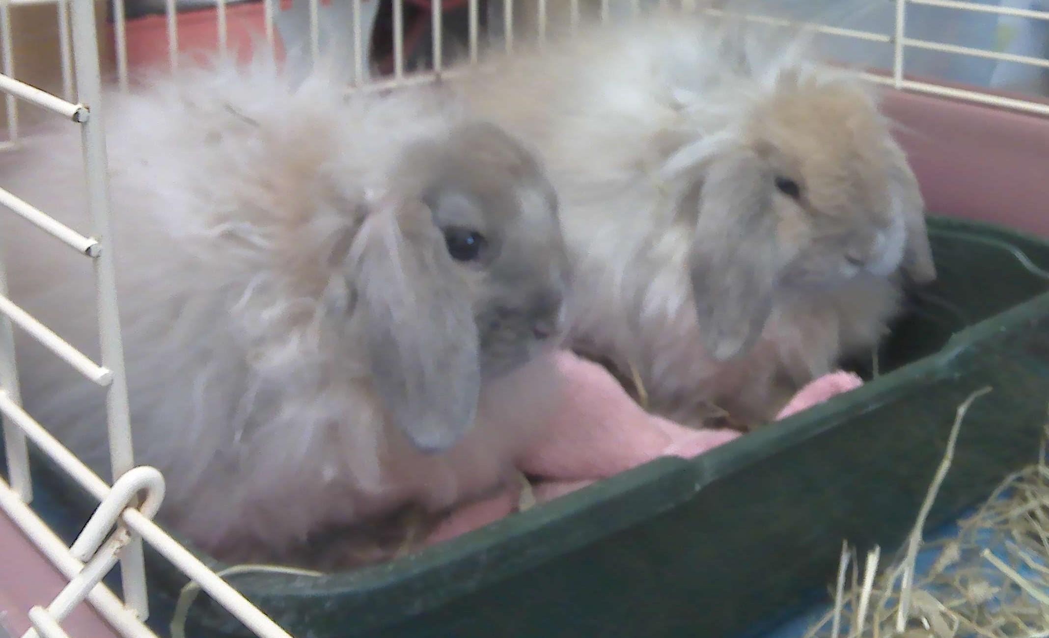 Rabbit for adoption - Baby bunnies, a Lop Eared in Trumbull, CT | Petfinder