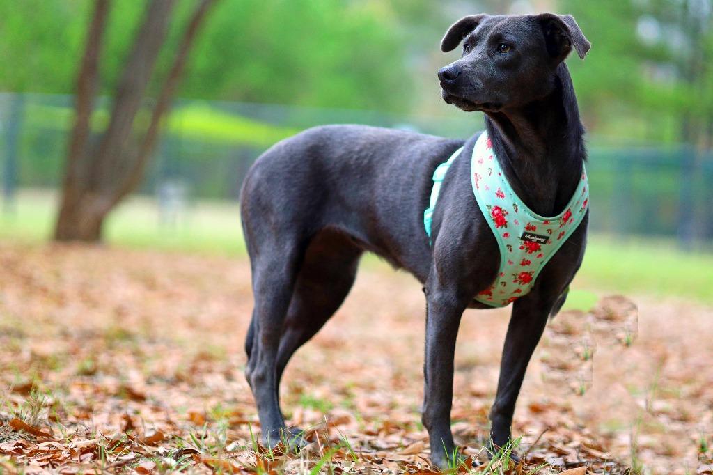 Dog for adoption - April, a Labrador Retriever Mix in Tyler, TX | Petfinder