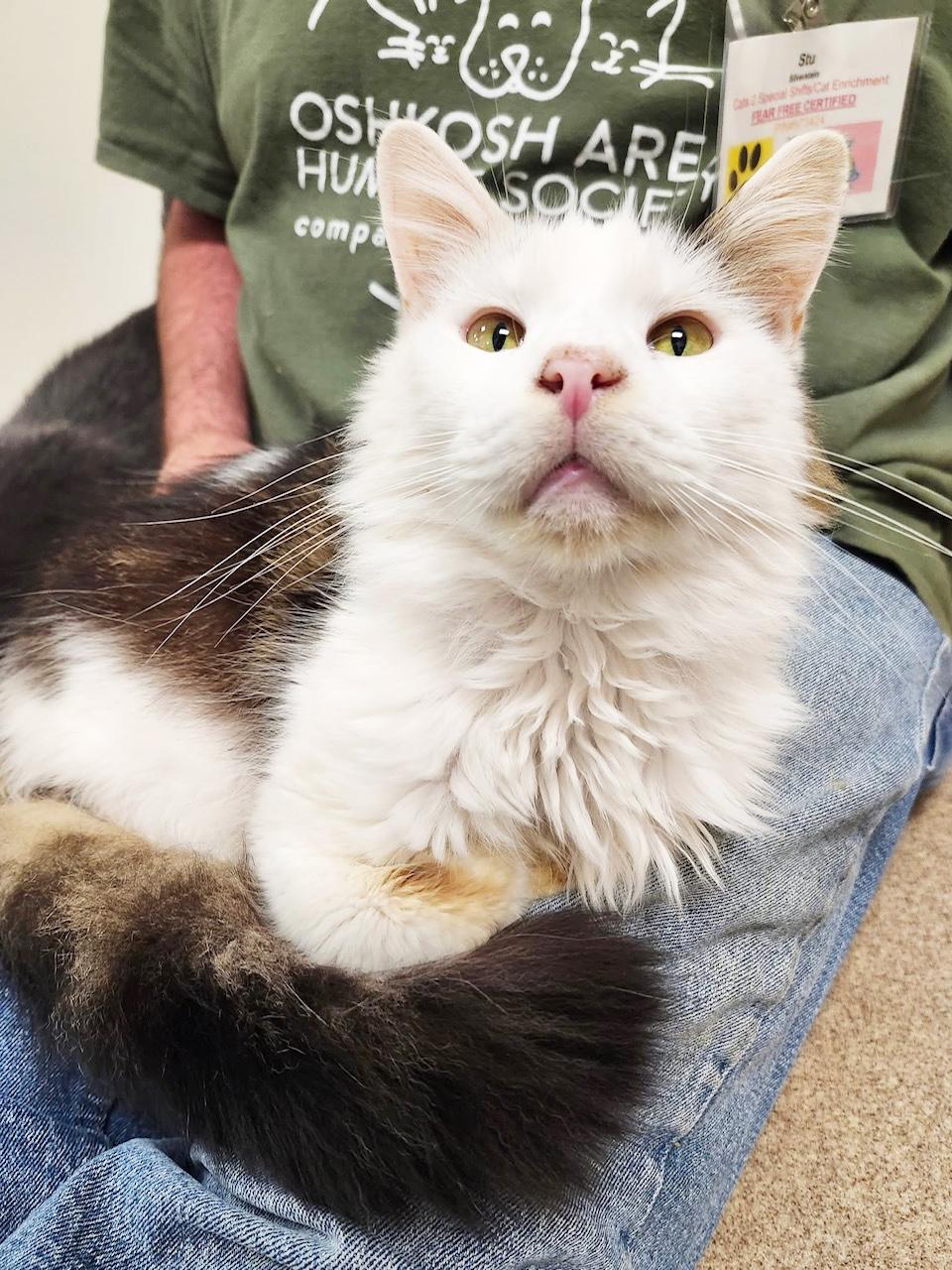 Cat for adoption - Thatcher super friendly floofy LOVERBOY!, a Domestic ...