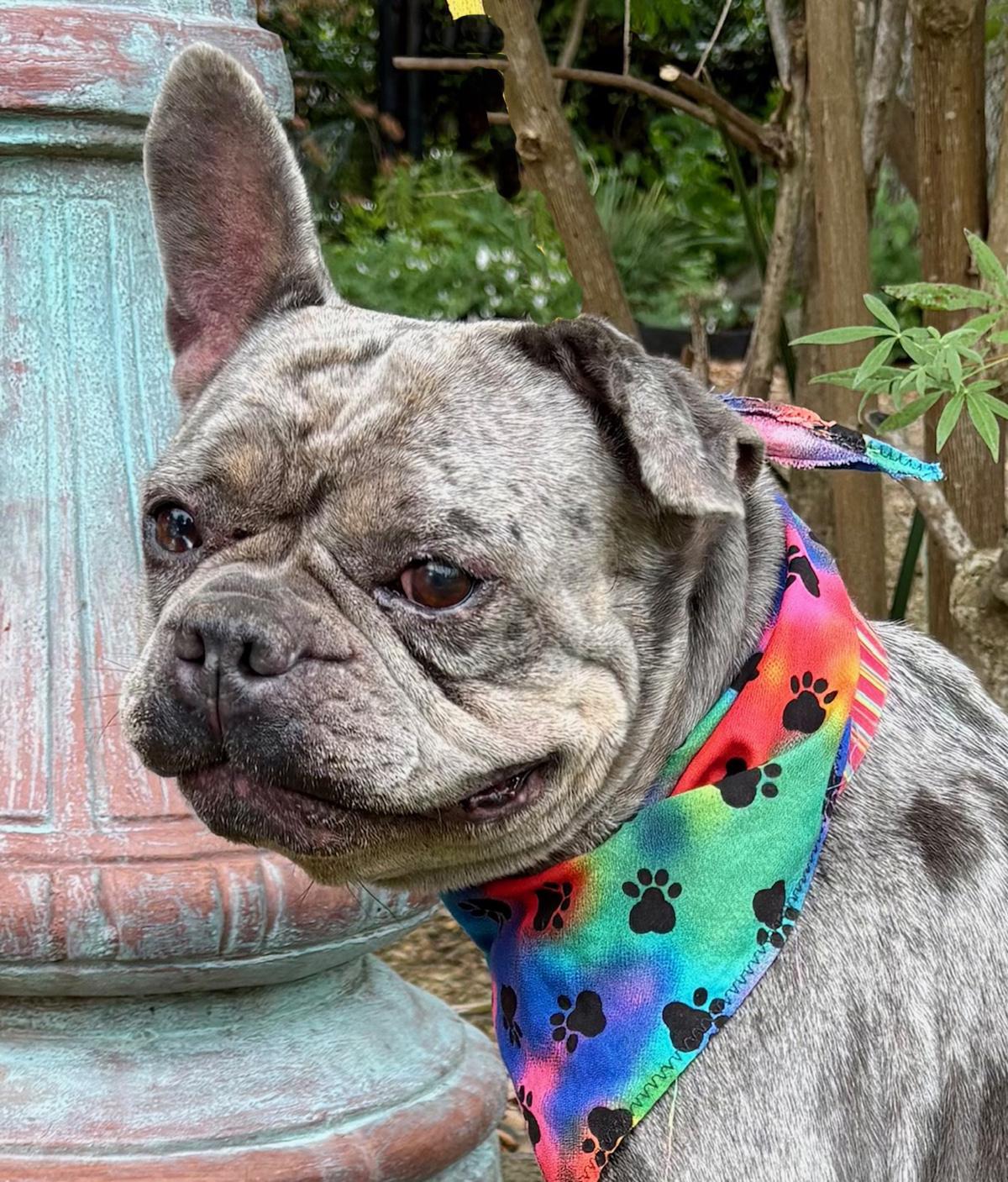 Dog for adoption - Charming COOKIE - Sweet Frenchie!, a French Bulldog ...