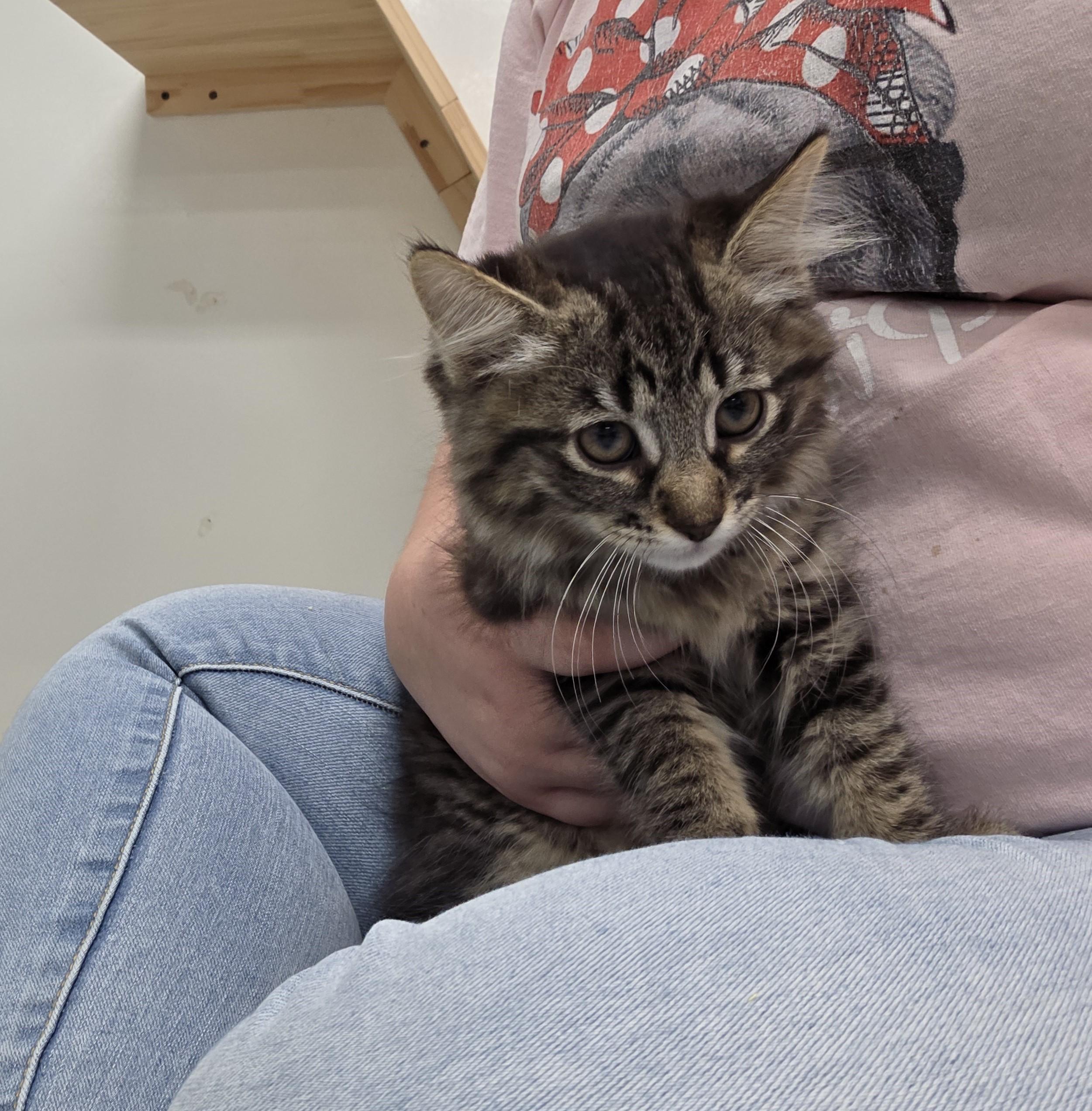 Cat for adoption - Tink, a Domestic Long Hair Mix in Carsonville, MI ...