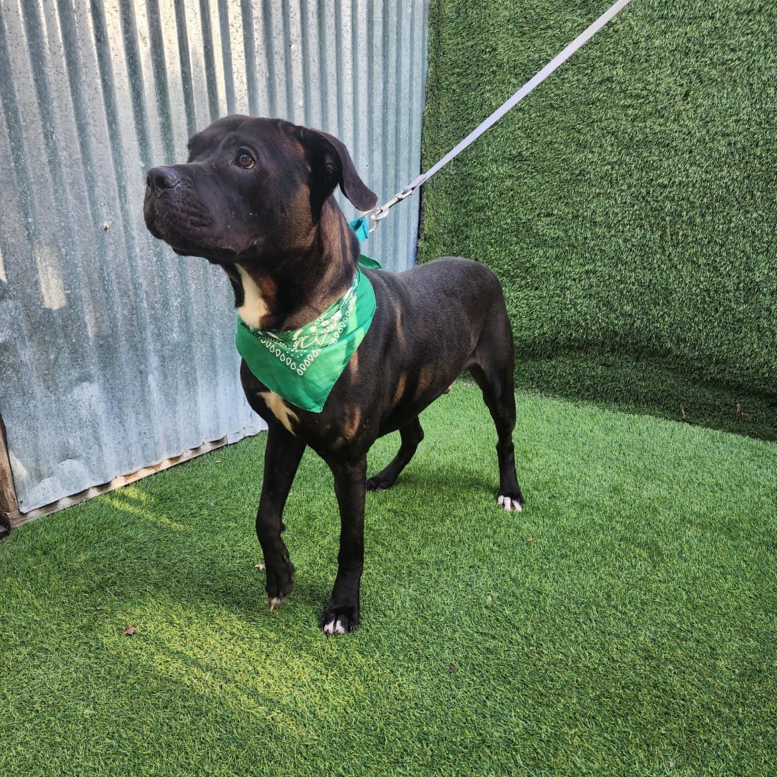 Dog for adoption - Babe Ruth, an American Staffordshire Terrier Mix in ...