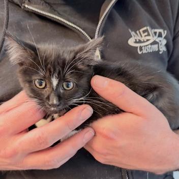 Adopt Grinch in Las Vegas | Domestic Short Hair cat | Buddy