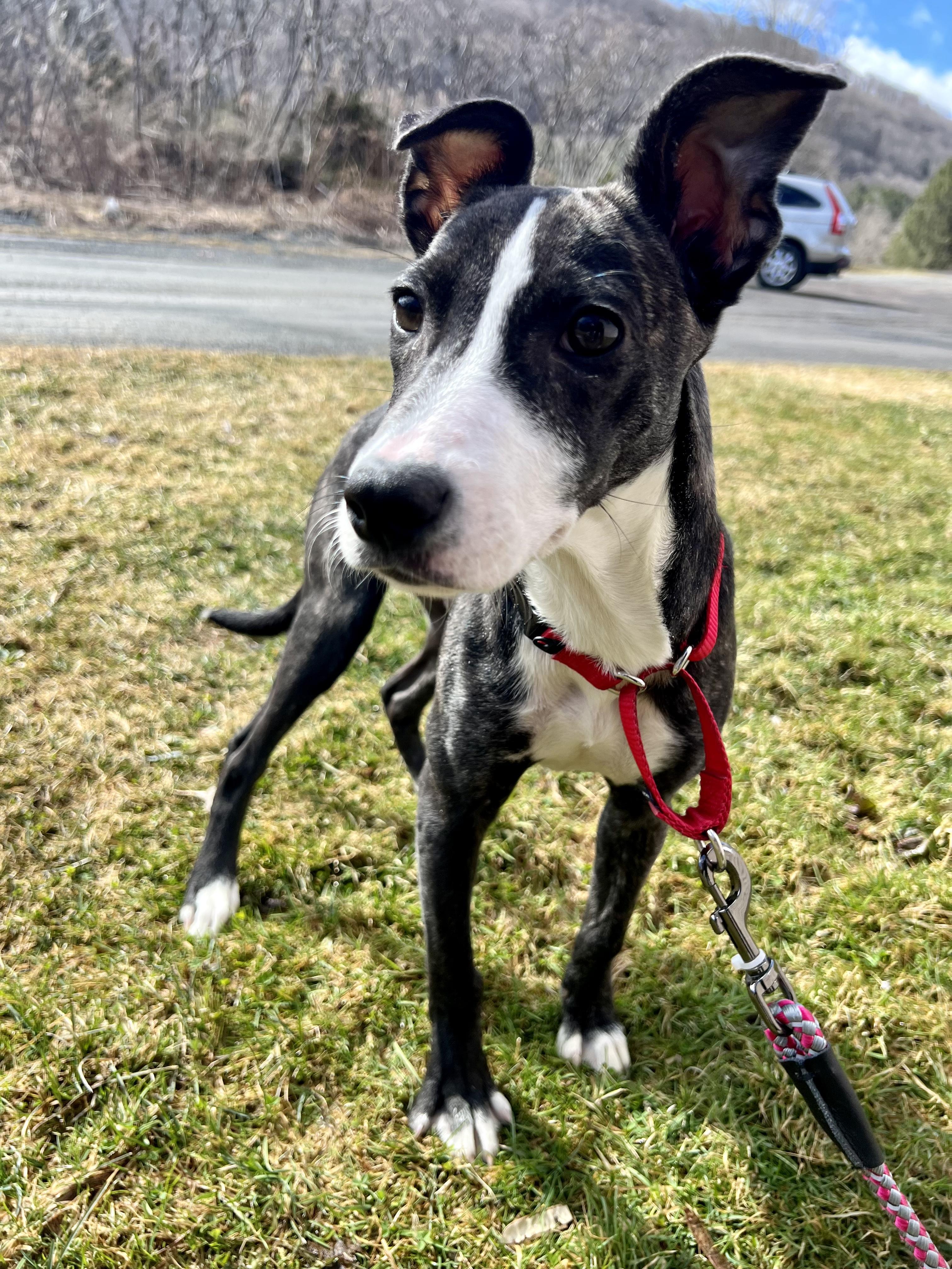 Dog for adoption - Peach, an Italian Greyhound & Pit Bull Terrier Mix ...