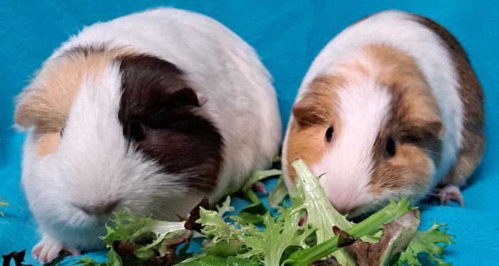 Guinea Pig for adoption - Blanca, a Short-Haired in Roselle, IL | Petfinder