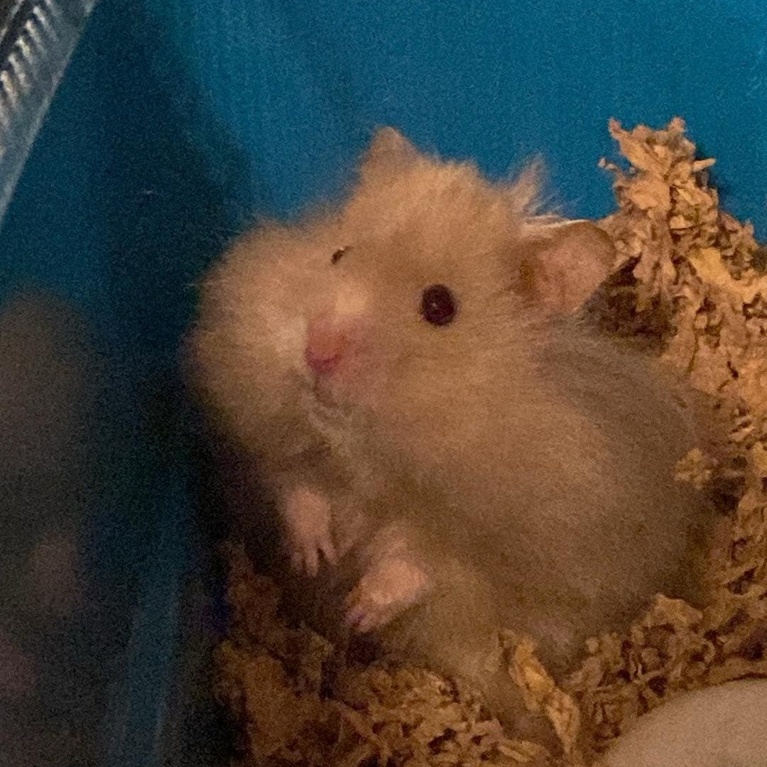 Hamster for adoption - Shaggy, a Hamster & Dwarf Hamster Mix in Wilkes ...