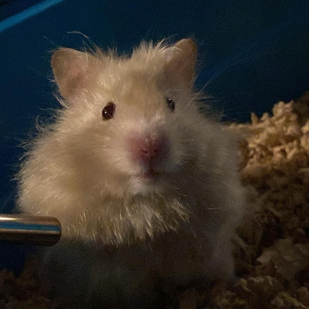 Hamster for adoption - Shaggy, a Hamster & Dwarf Hamster Mix in Wilkes ...