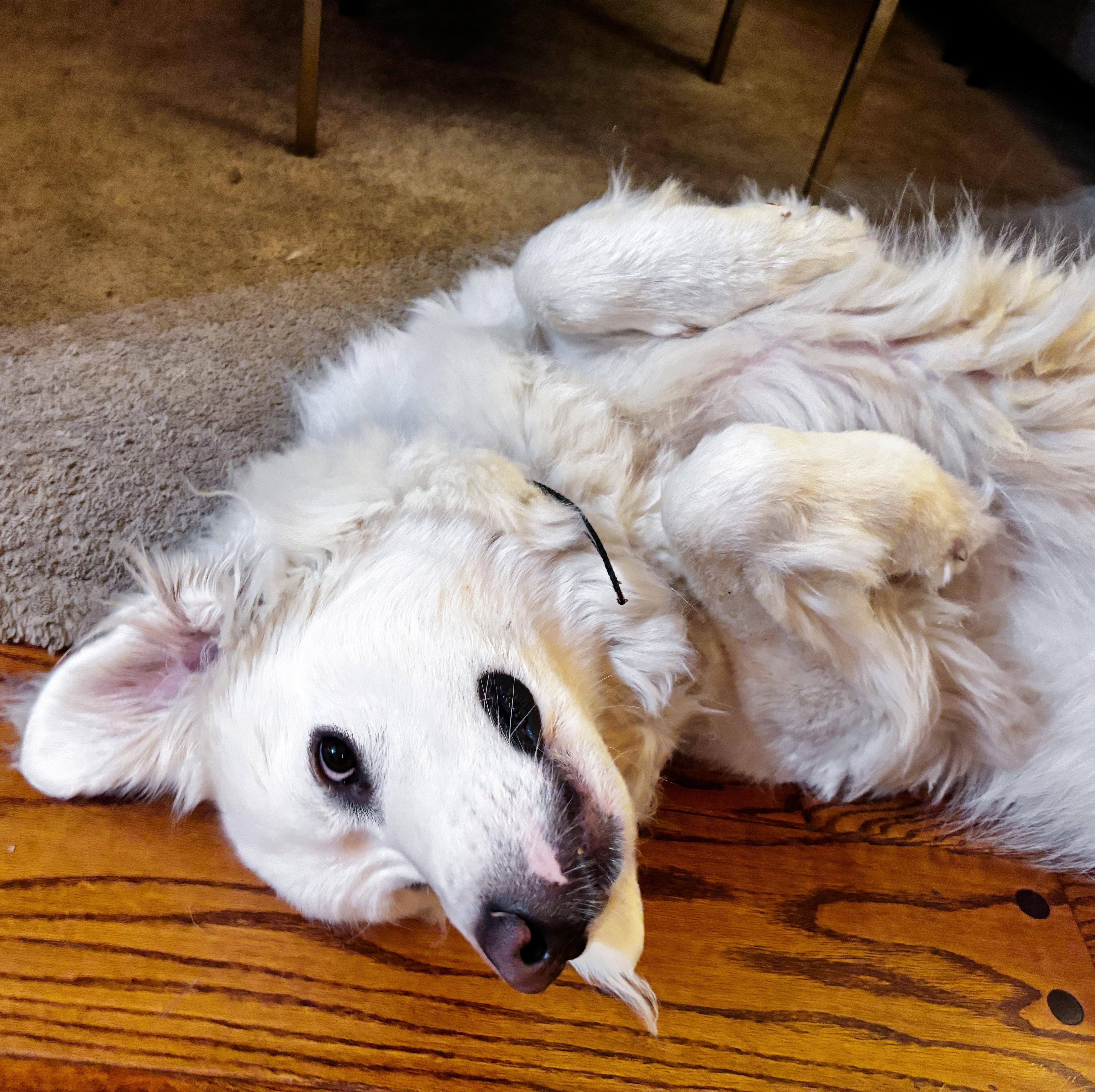 Dog for adoption - Apollo, a Great Pyrenees in Bethel, OH | Petfinder