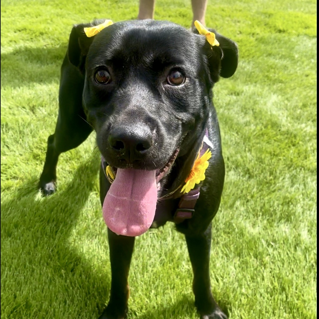 Dog for adoption - Mandy, a Mixed Breed in Trenton, NJ | Petfinder