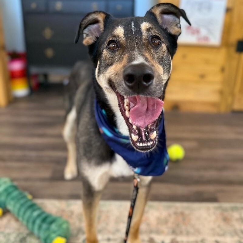 Dog for adoption - George says "empty nest? Not anymore!", an ...