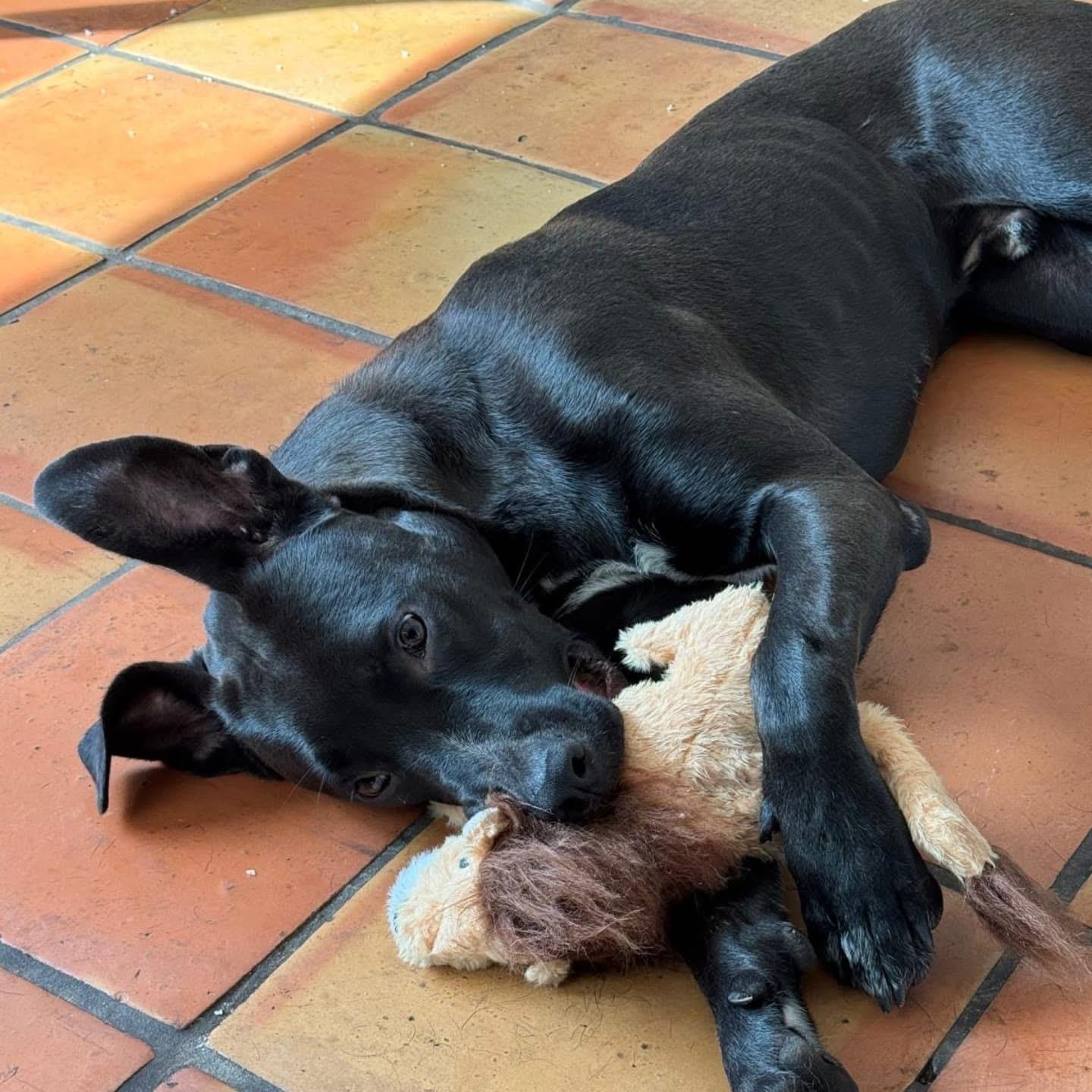 Dog for adoption - Darius, a Terrier Mix in Miami, FL | Petfinder