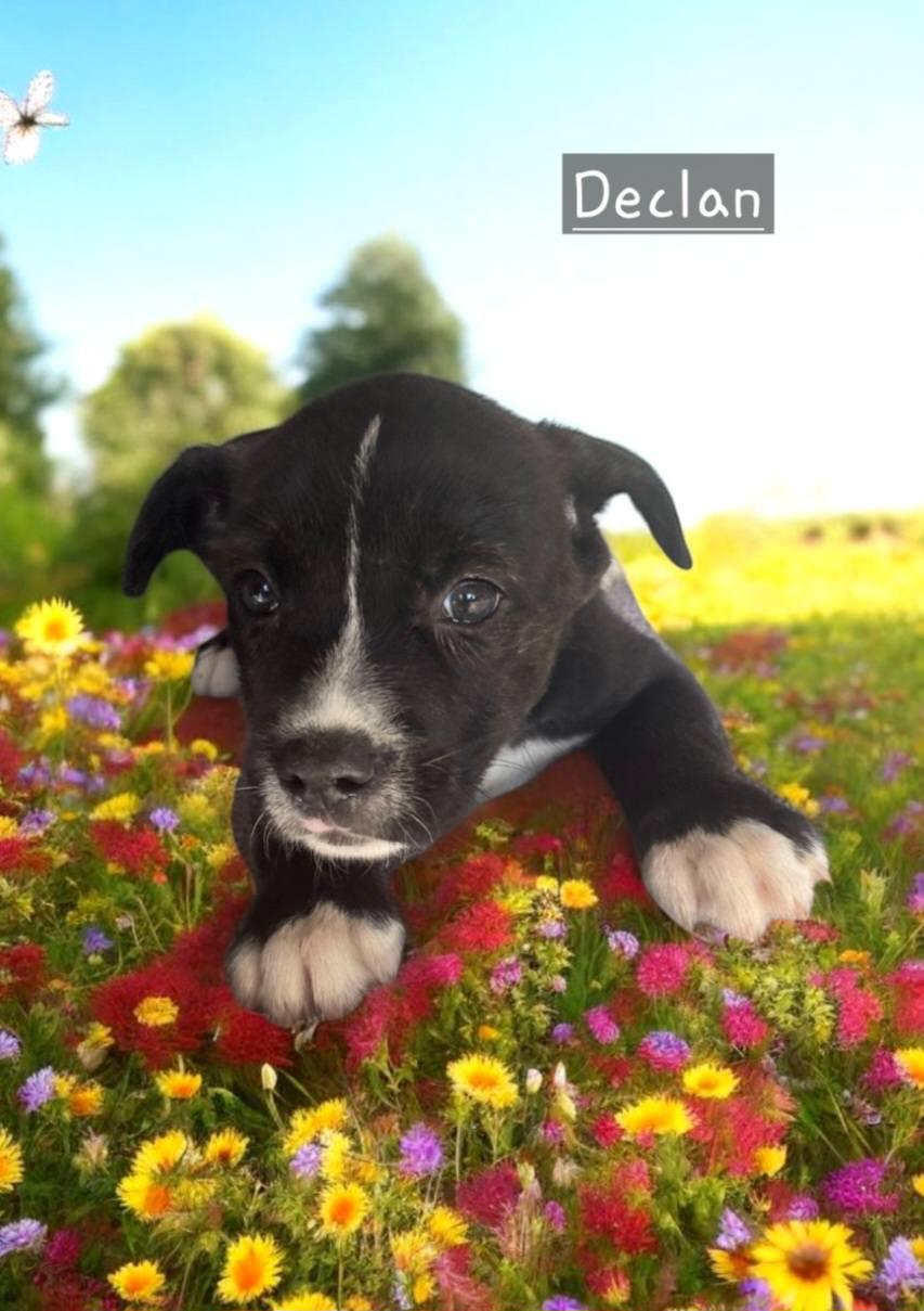 Dog for adoption - Declan, an American Bulldog Mix in Winter haven, FL ...