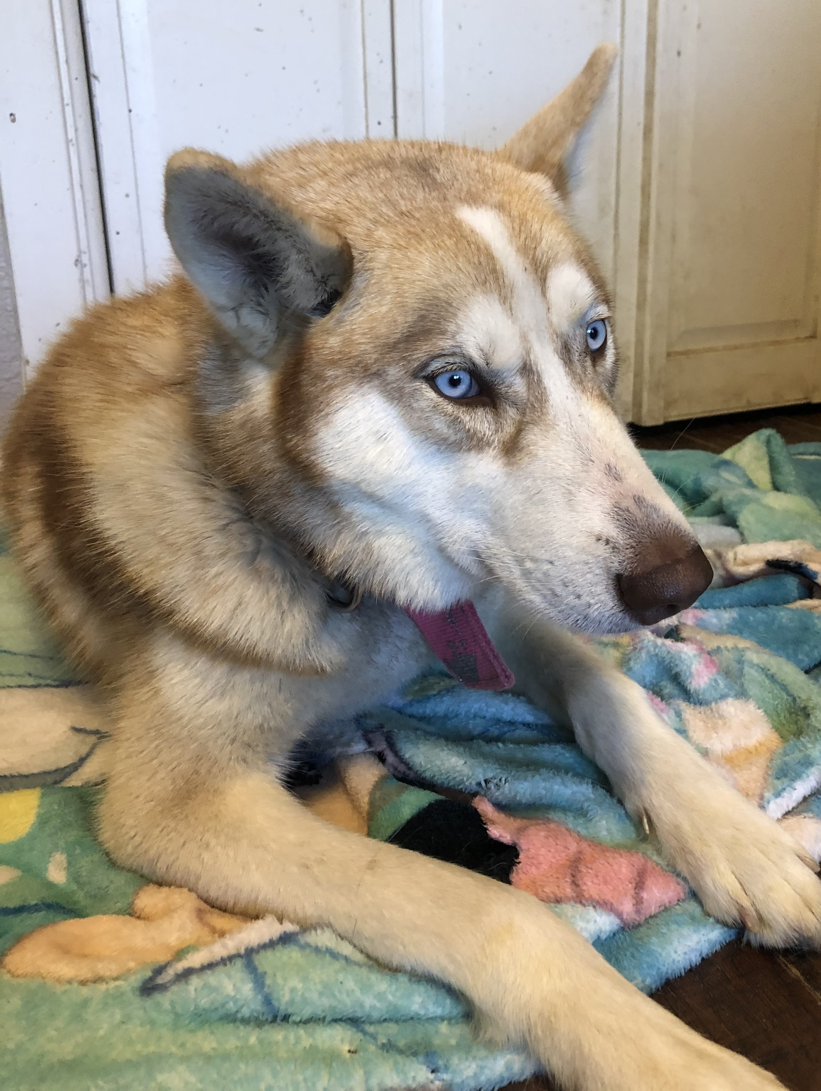 Dog for adoption - Freya 2, a Siberian Husky in Blanchardville, WI ...
