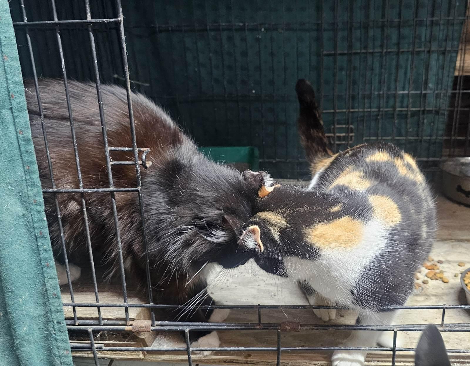 North Meck Animal Rescue