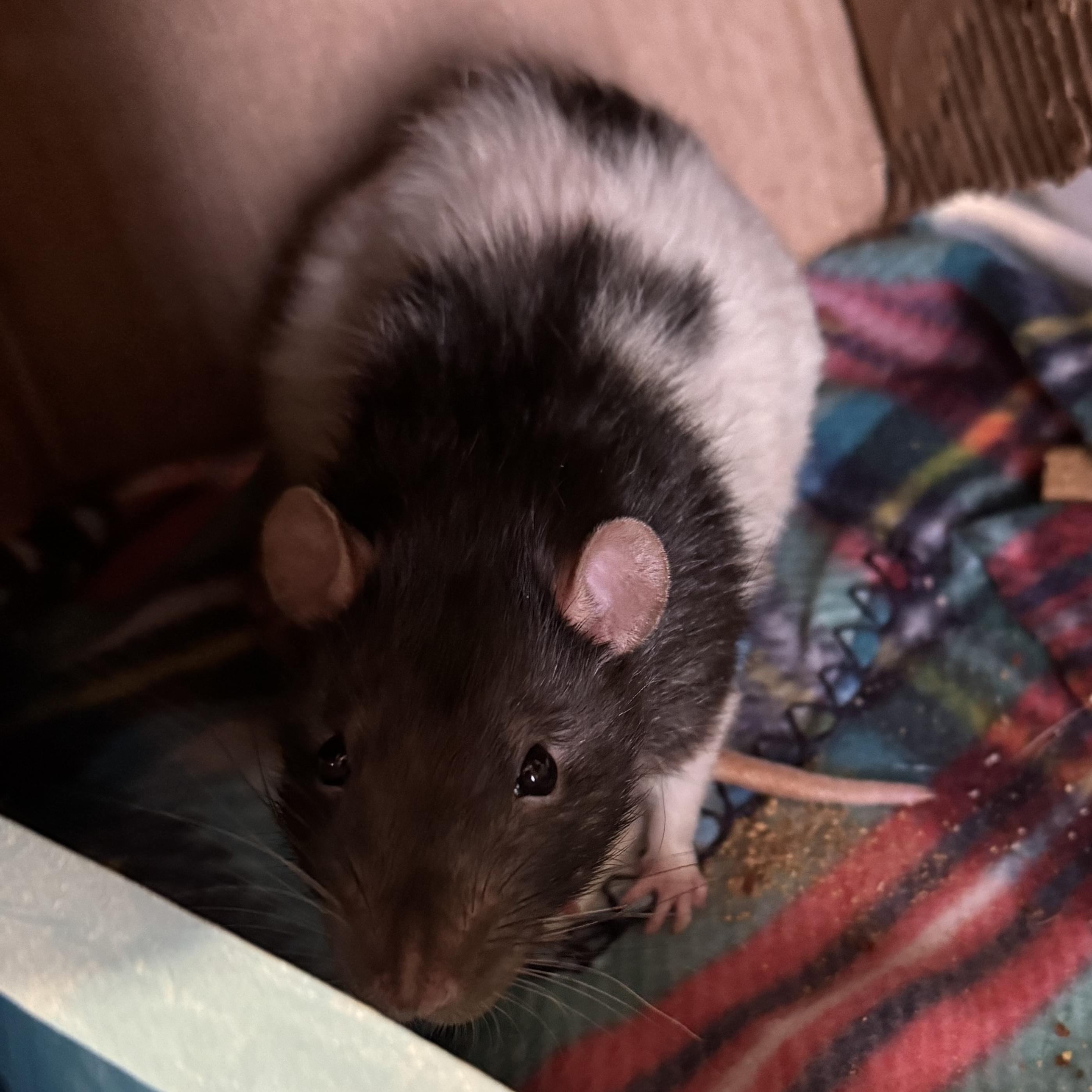 Rat for adoption - Larry & Moe (Bonded), a Rat in New Market, MN ...