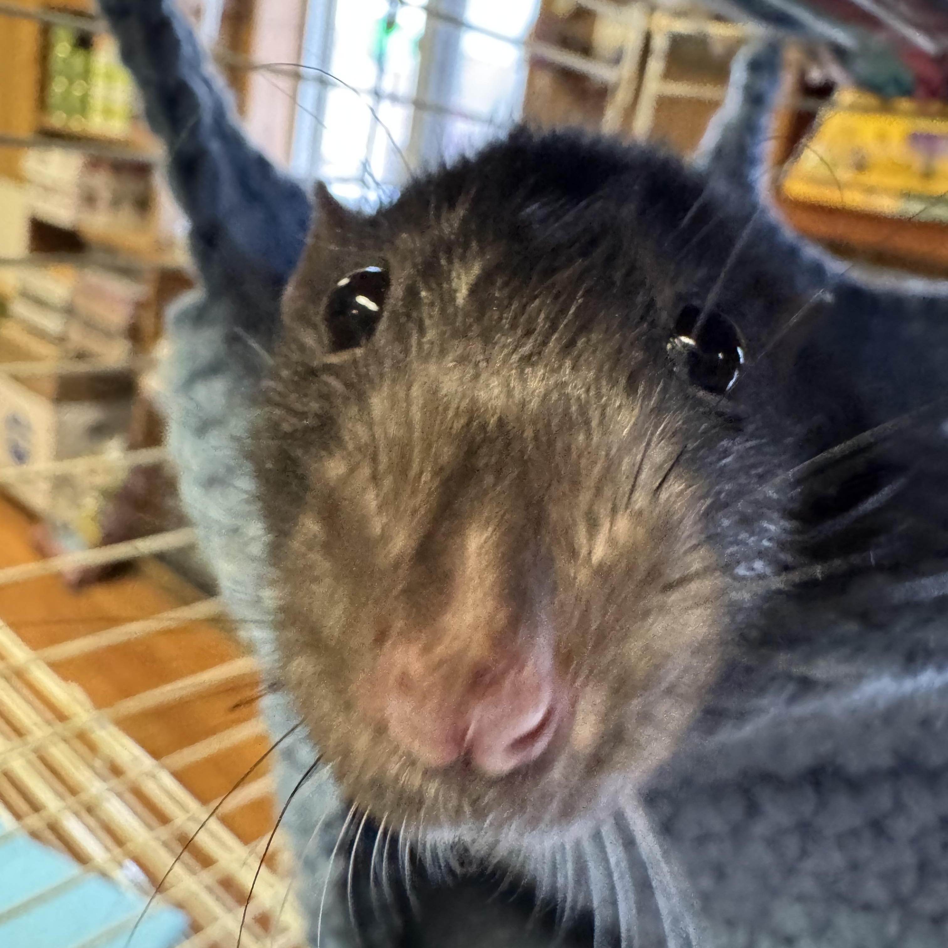 Rat for adoption - Larry & Moe (Bonded), a Rat in New Market, MN ...