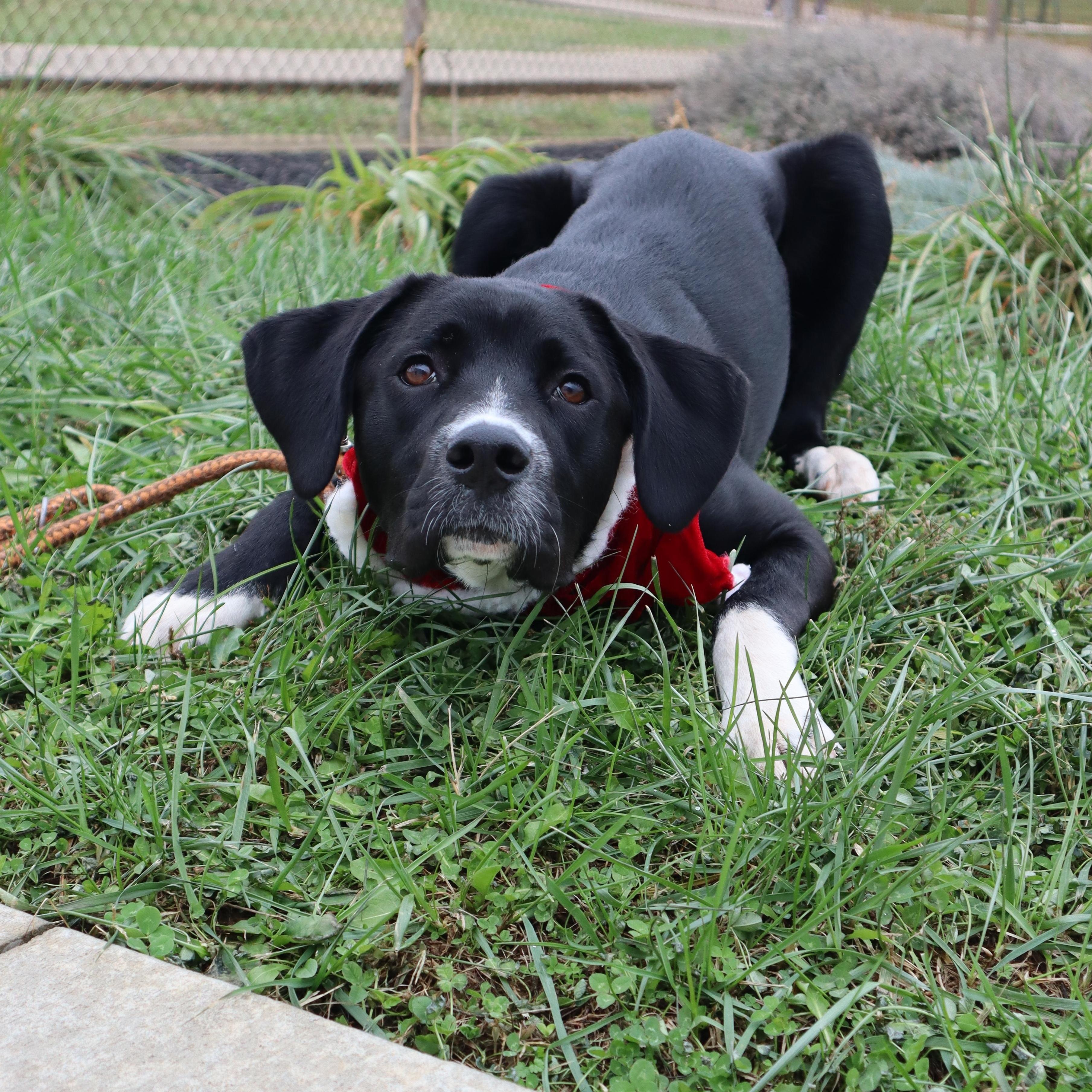 Dog for adoption - DOVE- PAWS BEHIND BARS TRAINED, a Boxer & Border ...