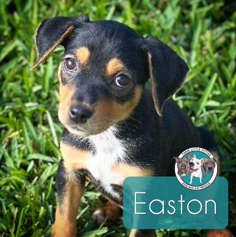 Dog for adoption - Easton Bennett, a Miniature Pinscher & Labrador ...
