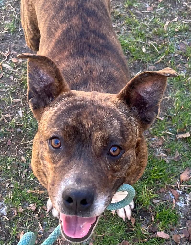 Dog for adoption - Brutus Adorable Brindle Boy Happy Go Low Rider! Look ...