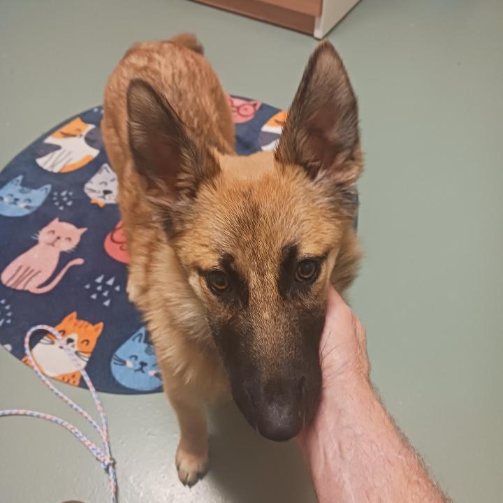 Dog for adoption - Melon, a German Shepherd Dog in Colorado Springs, CO ...